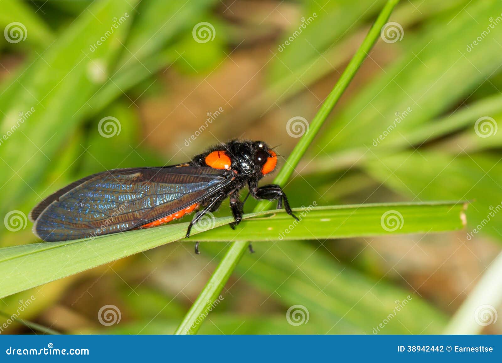 Red-nosed Cicada stock photo. Image of insect, cicada - 38942442
