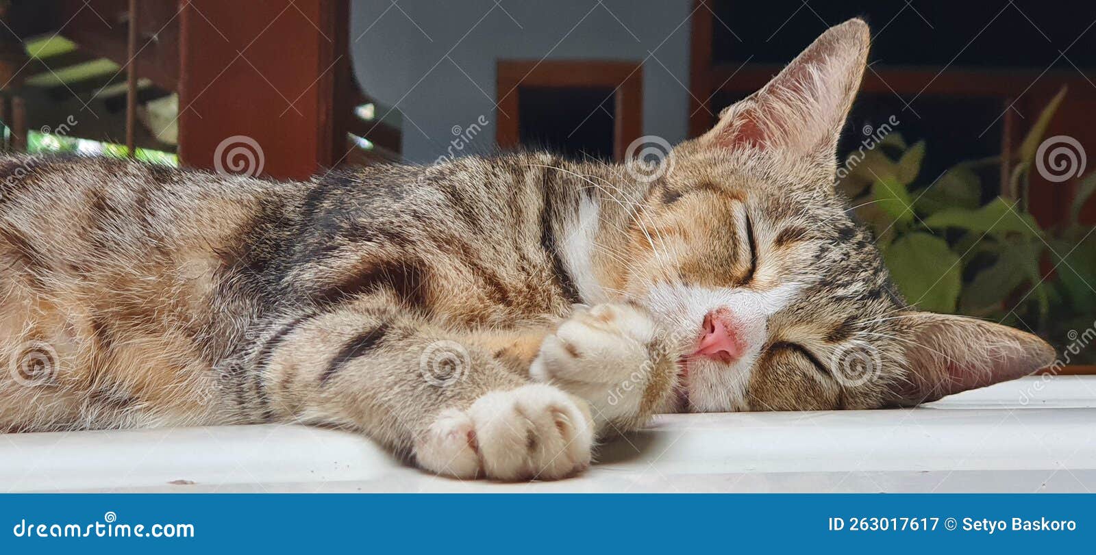 Red nosed sleeping cat stock image. Image of animal - 263017617
