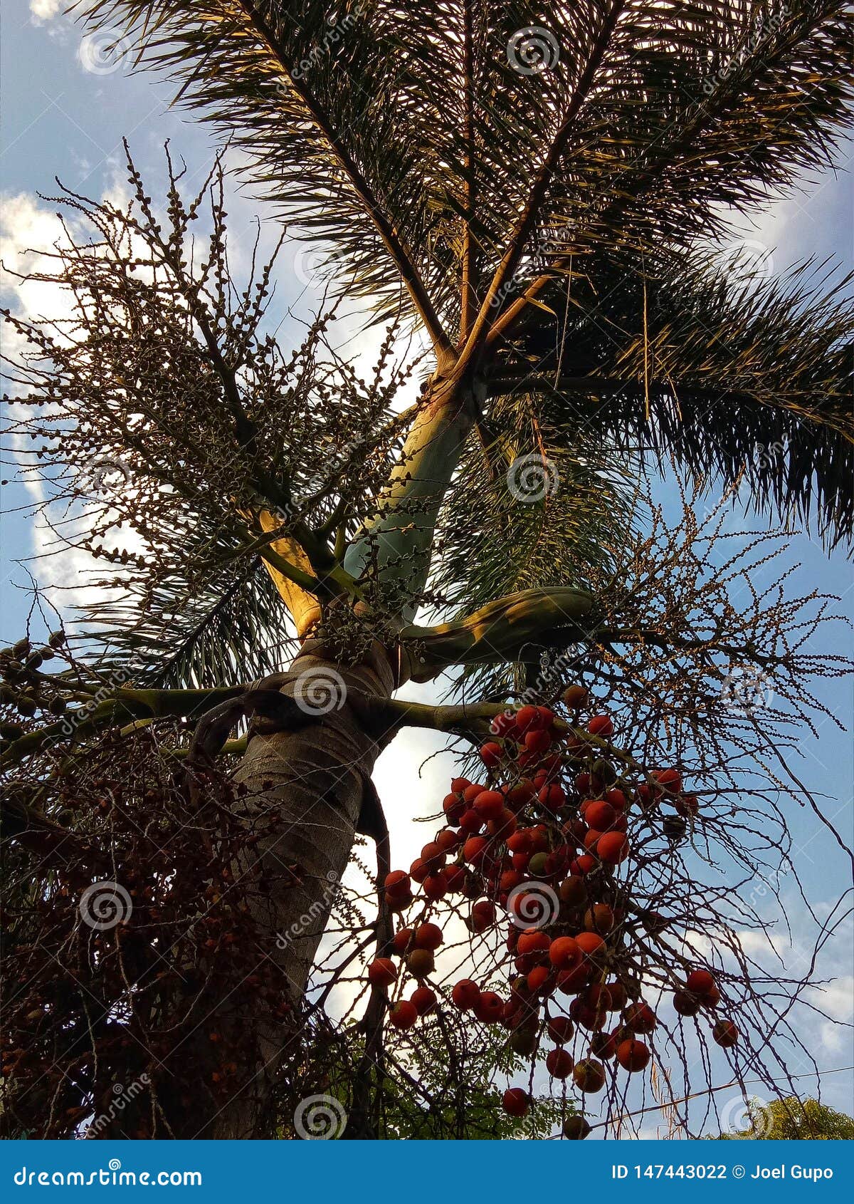 Red nut bearing tree stock photo. Image of tropical - 147443022