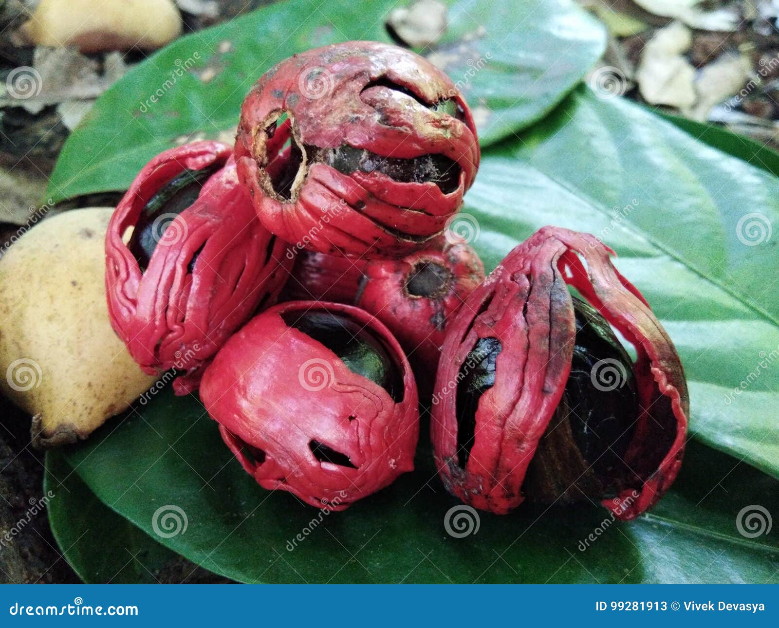 Nutmeg fruit stock image. Image of spices, kerala, nutmeg - 99281913