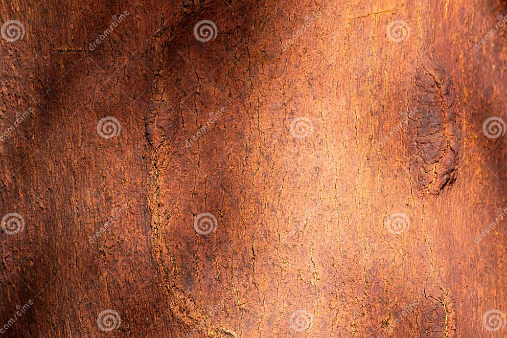 Red Oak Background, Texture Stock Photo - Image of material, tree ...
