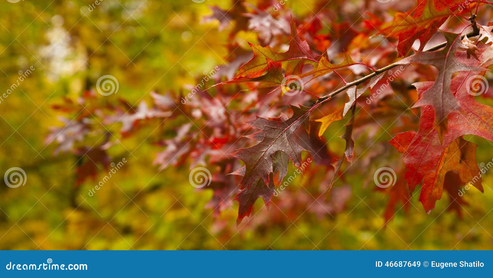 Red oak branch stock image. Image of close, brown, brightly - 46687649