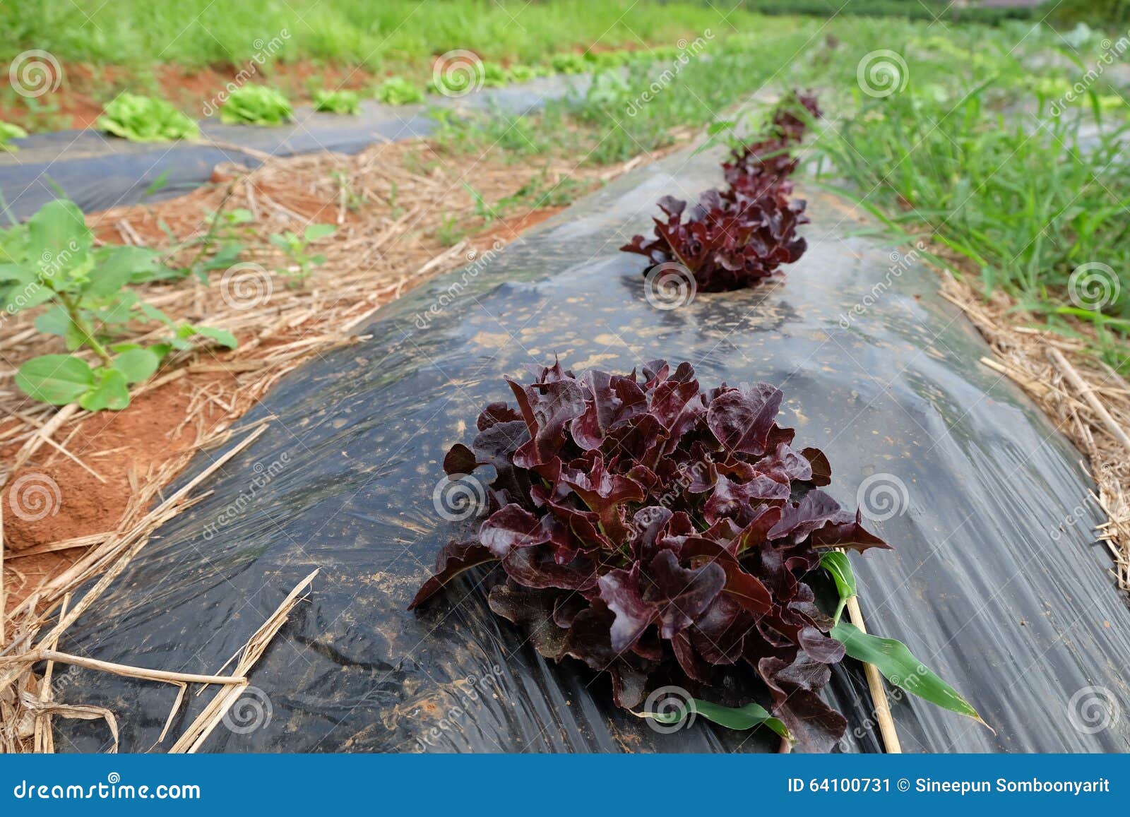 Red Oak Cabbage in the Organic Farm Stock Image - Image of farm ...