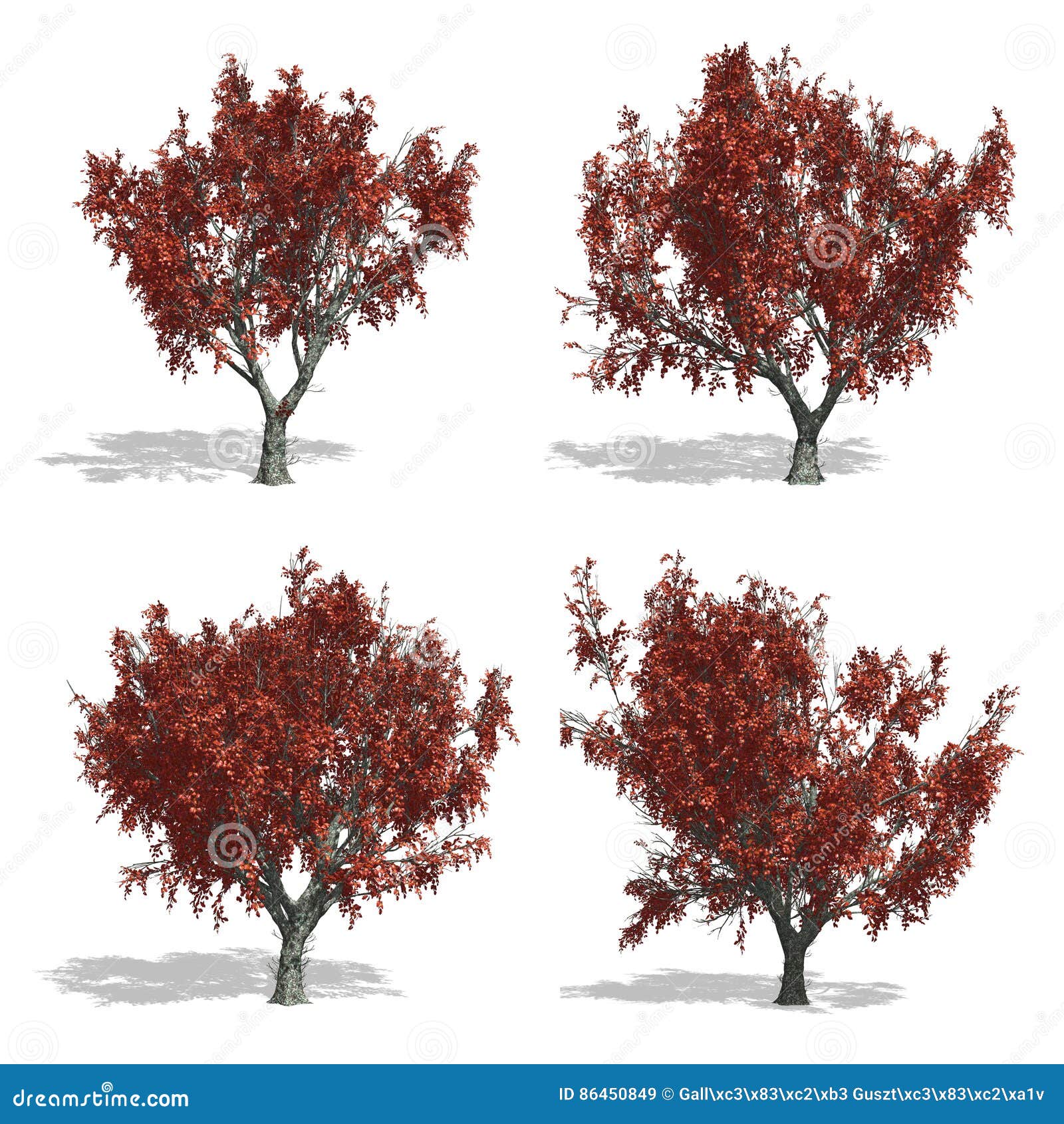 Red_oak_fall stock image. Image of isolated, flora, botany - 86450849