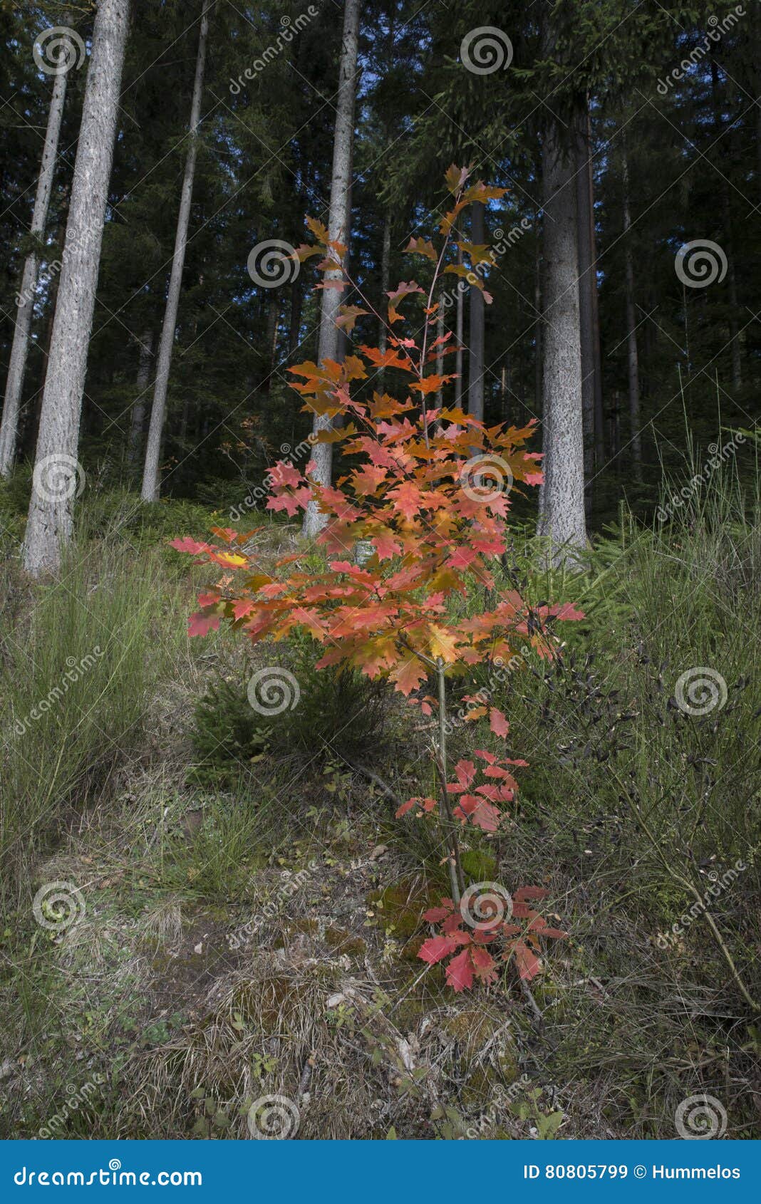 Red oak stock image. Image of autumn, colourful, fall - 80805799