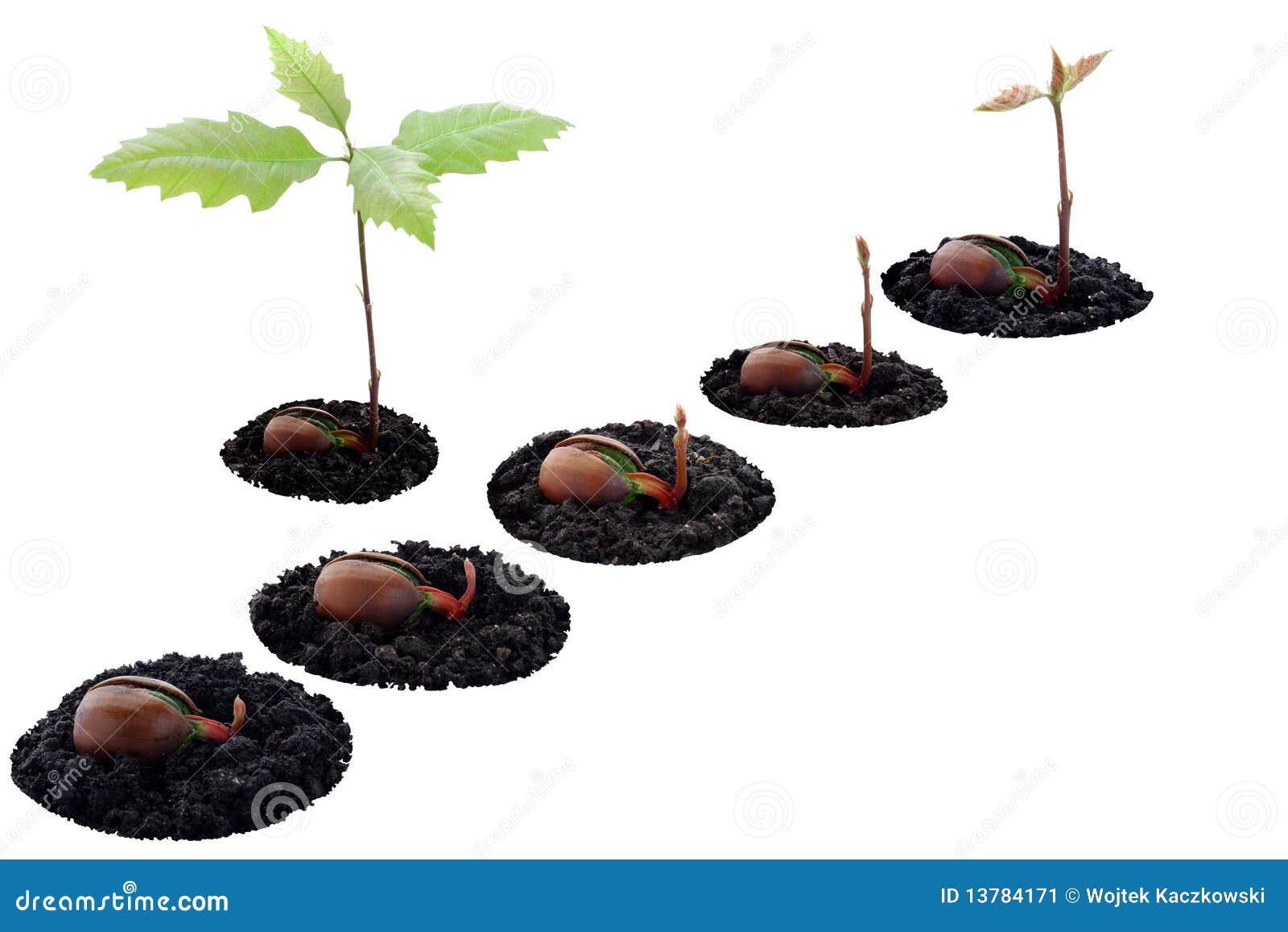 Red oak forest growing up stock image. Image of seedling - 13784171