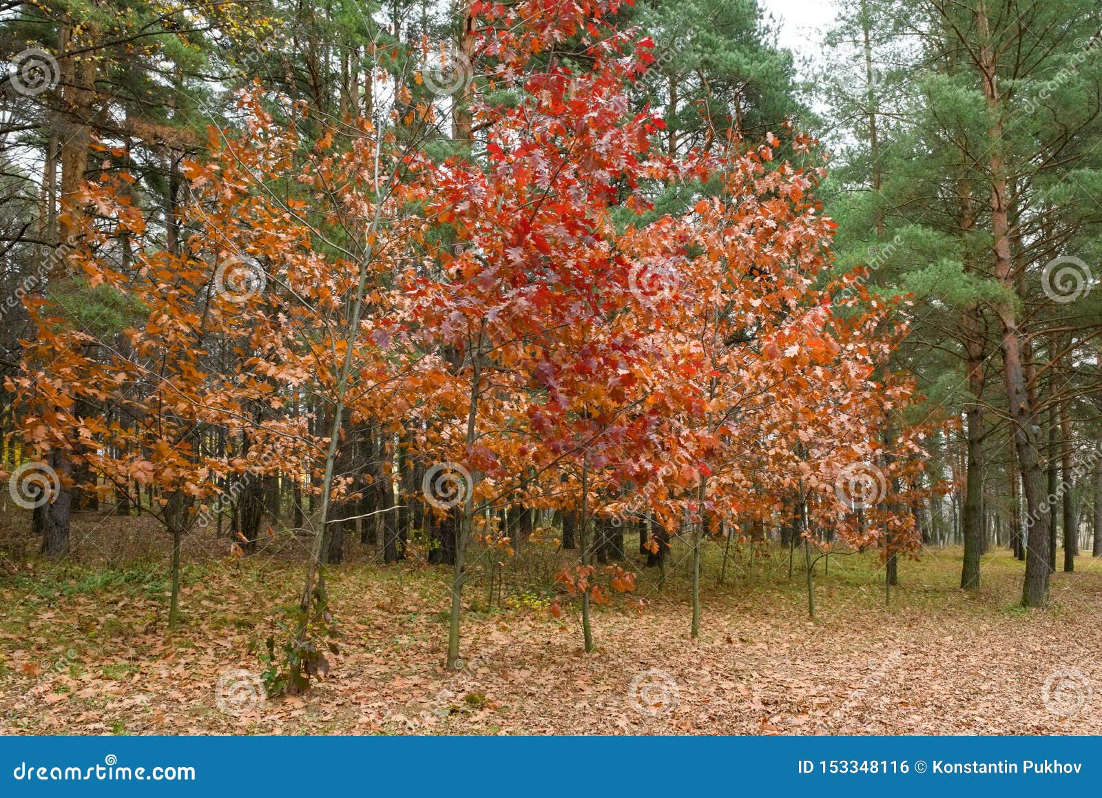 Red oak in late autumn stock photo. Image of november - 153348116