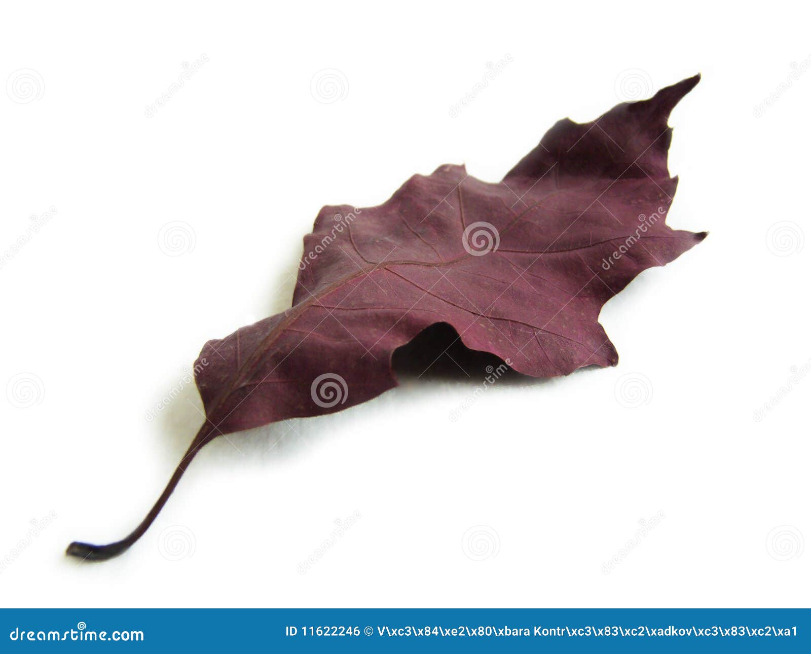 Red oak leaf stock photo. Image of environment, grape - 11622246