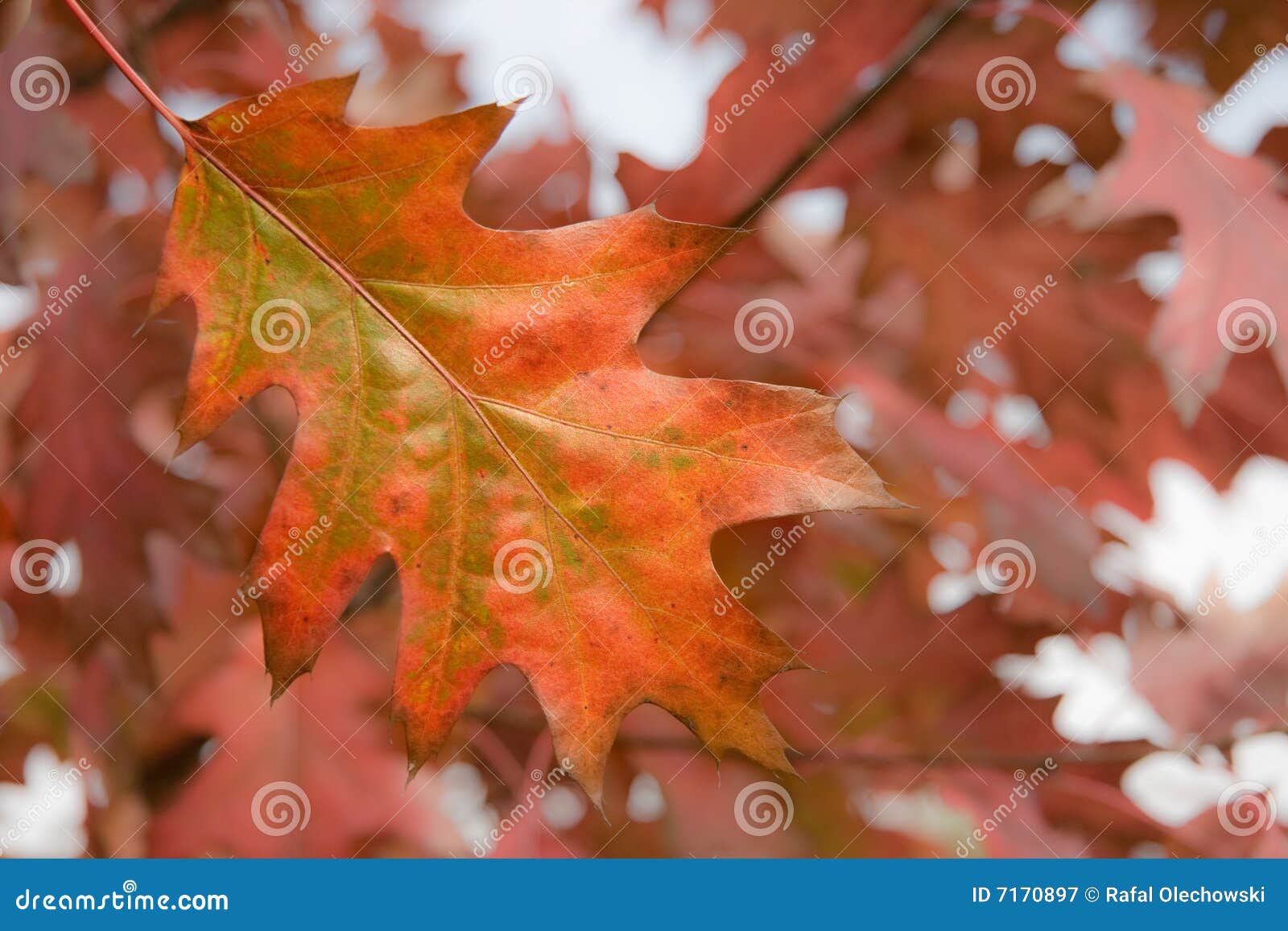 Red oak leaf in autumn stock image. Image of outdoors - 7170897