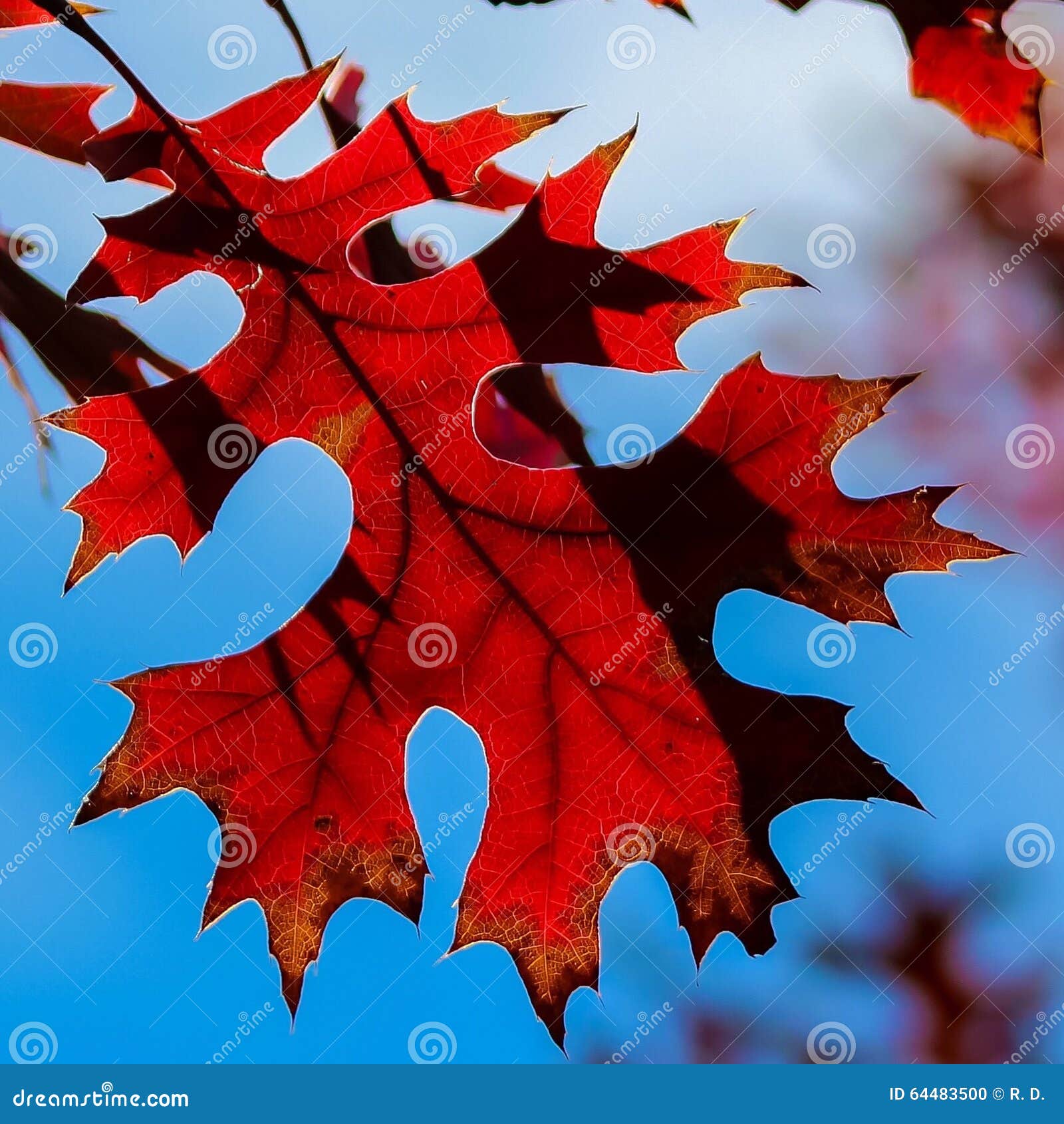 Red Oak leaf stock photo. Image of texas, arbor, arborist - 64483500