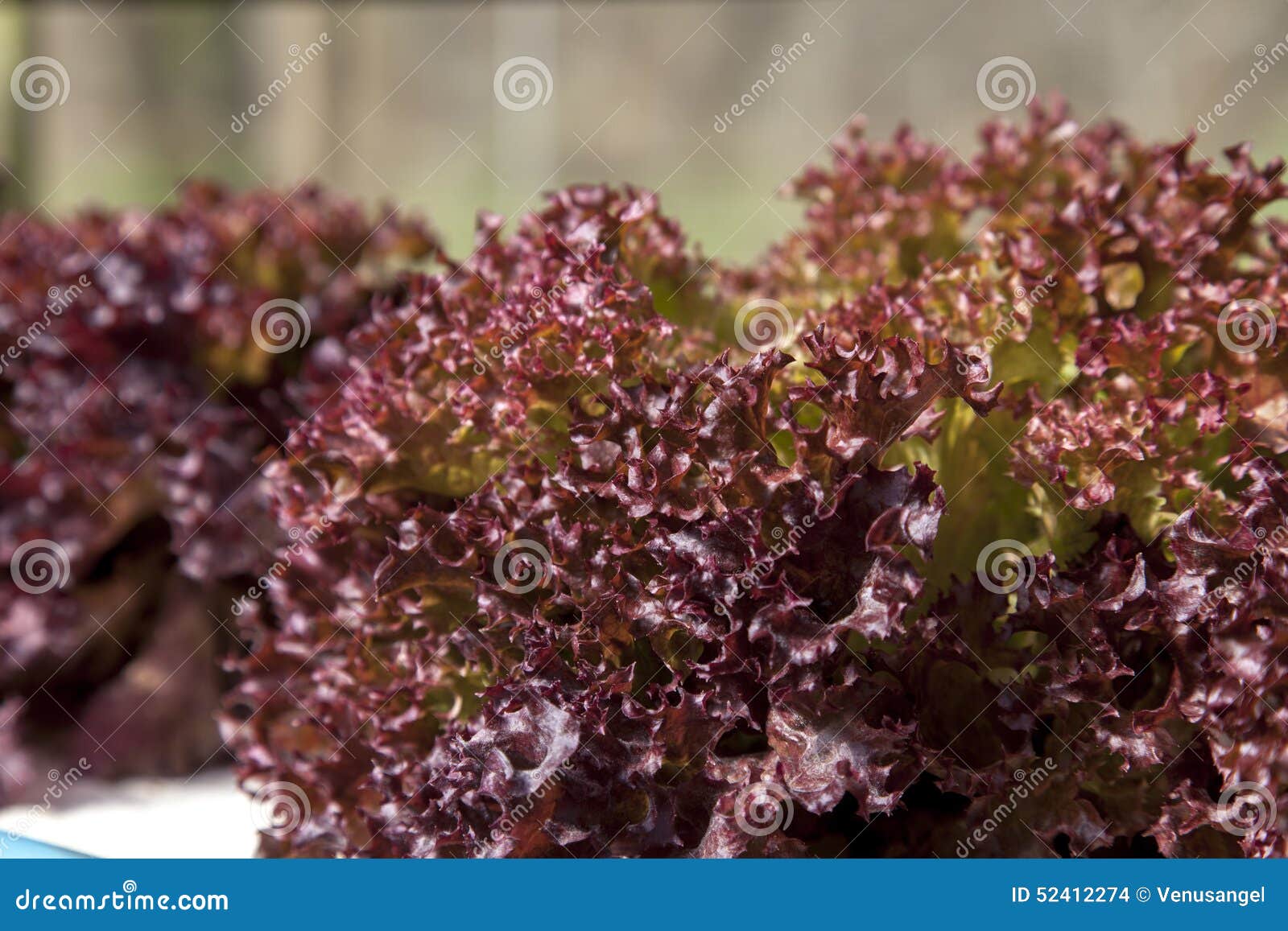 Red oak leaf lettuce stock photo. Image of salad, frizzy - 52412274