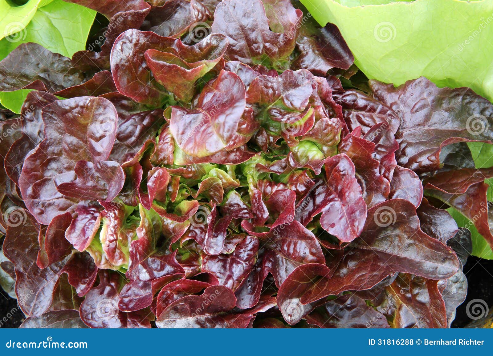 Red oak leaf lettuce stock photo. Image of greenery, agricultural ...