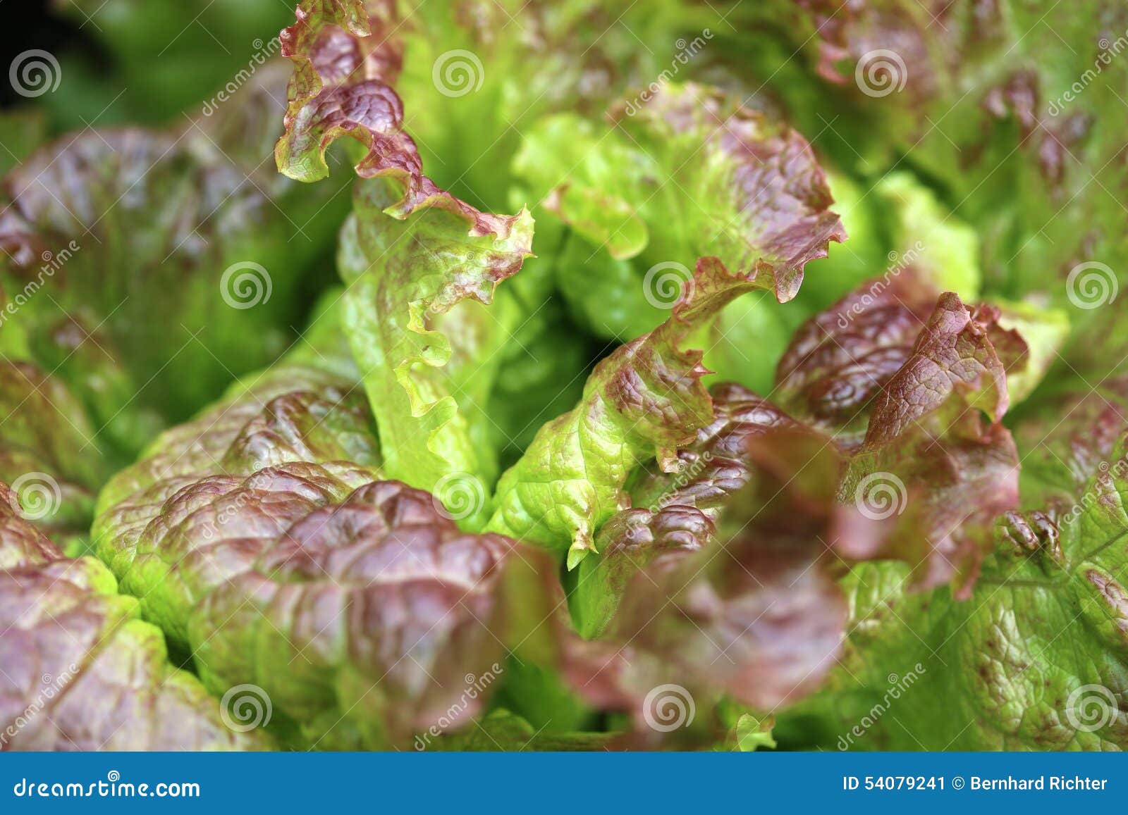 Red oak leaf lettuce stock image. Image of plant, agriculture - 54079241