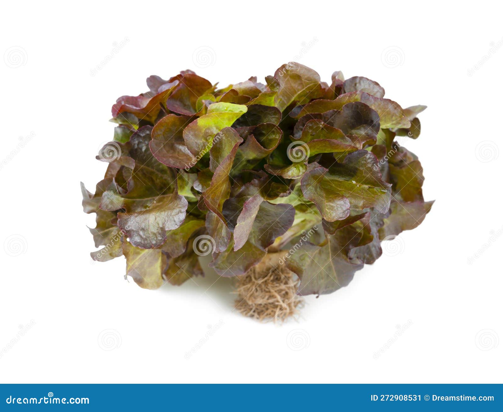 The Red Oak Leaf Lettuce with Roots Isolated on White Background Stock ...