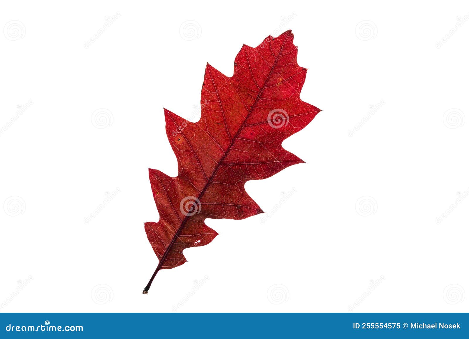Red Oak Leaf with White Background Interior Stock Image - Image of ...
