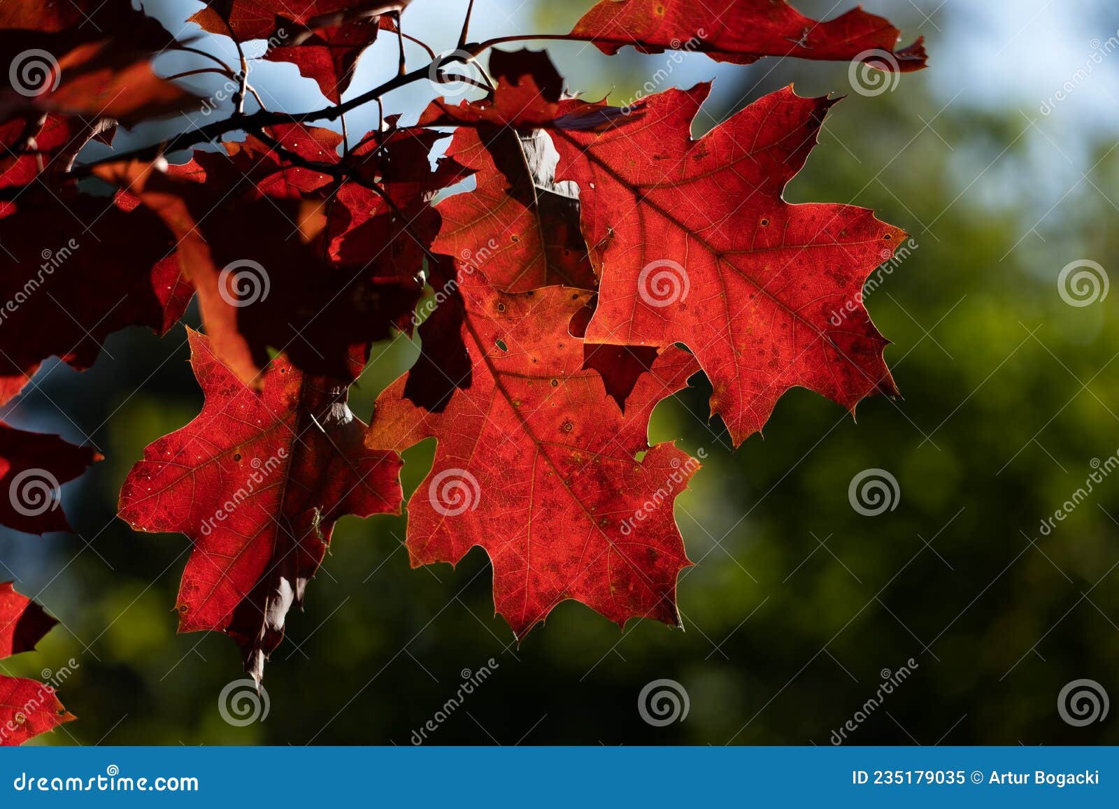 Red Oak Leaves in Autumn stock image. Image of foliage - 235179035