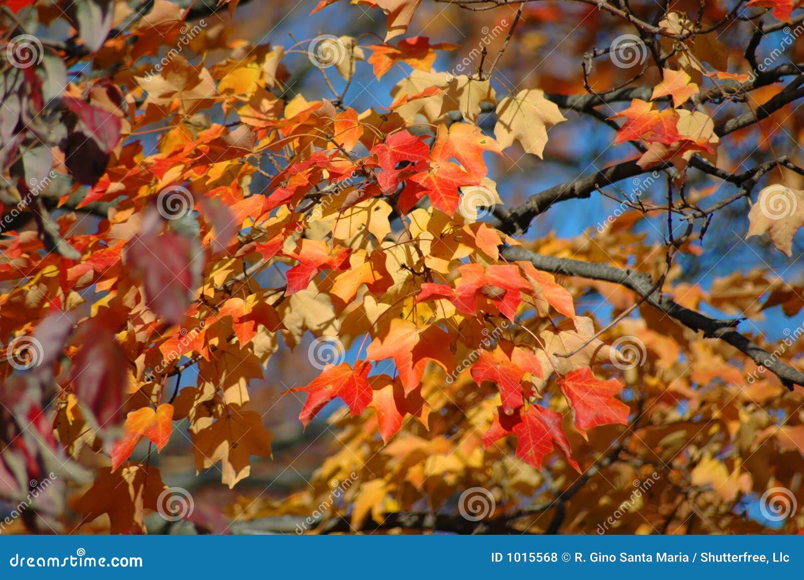 Red Oak Leaves in the Fall stock photo. Image of detail - 1015568