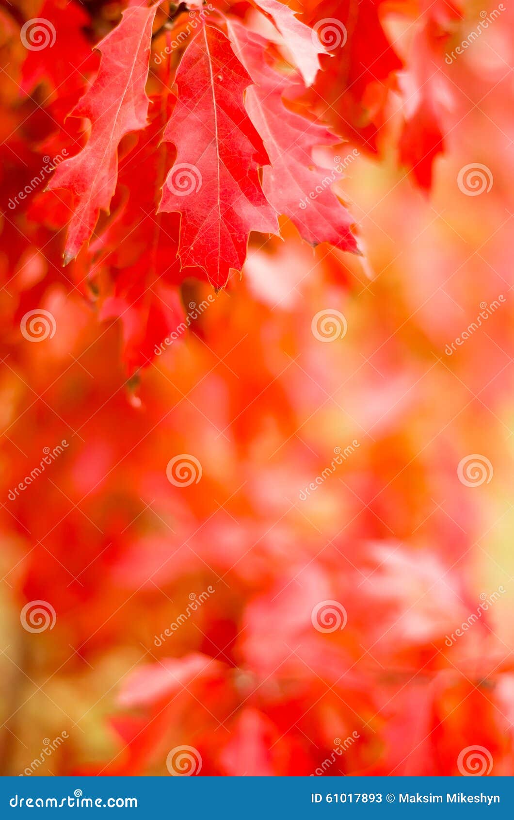Red Oak Leaves stock image. Image of woods, nature, forest - 61017893