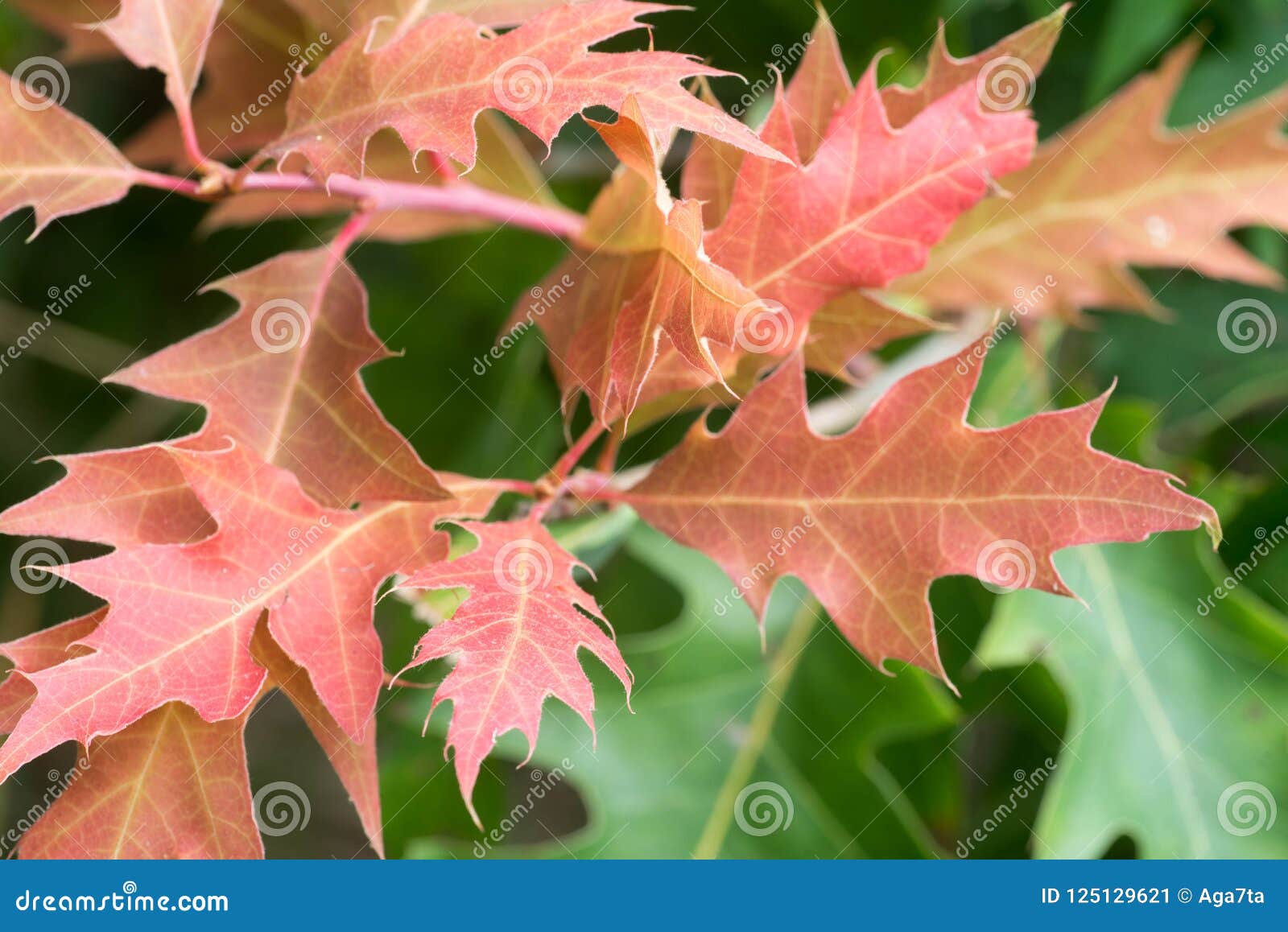Red oak leaves stock image. Image of closeup, background - 125129621