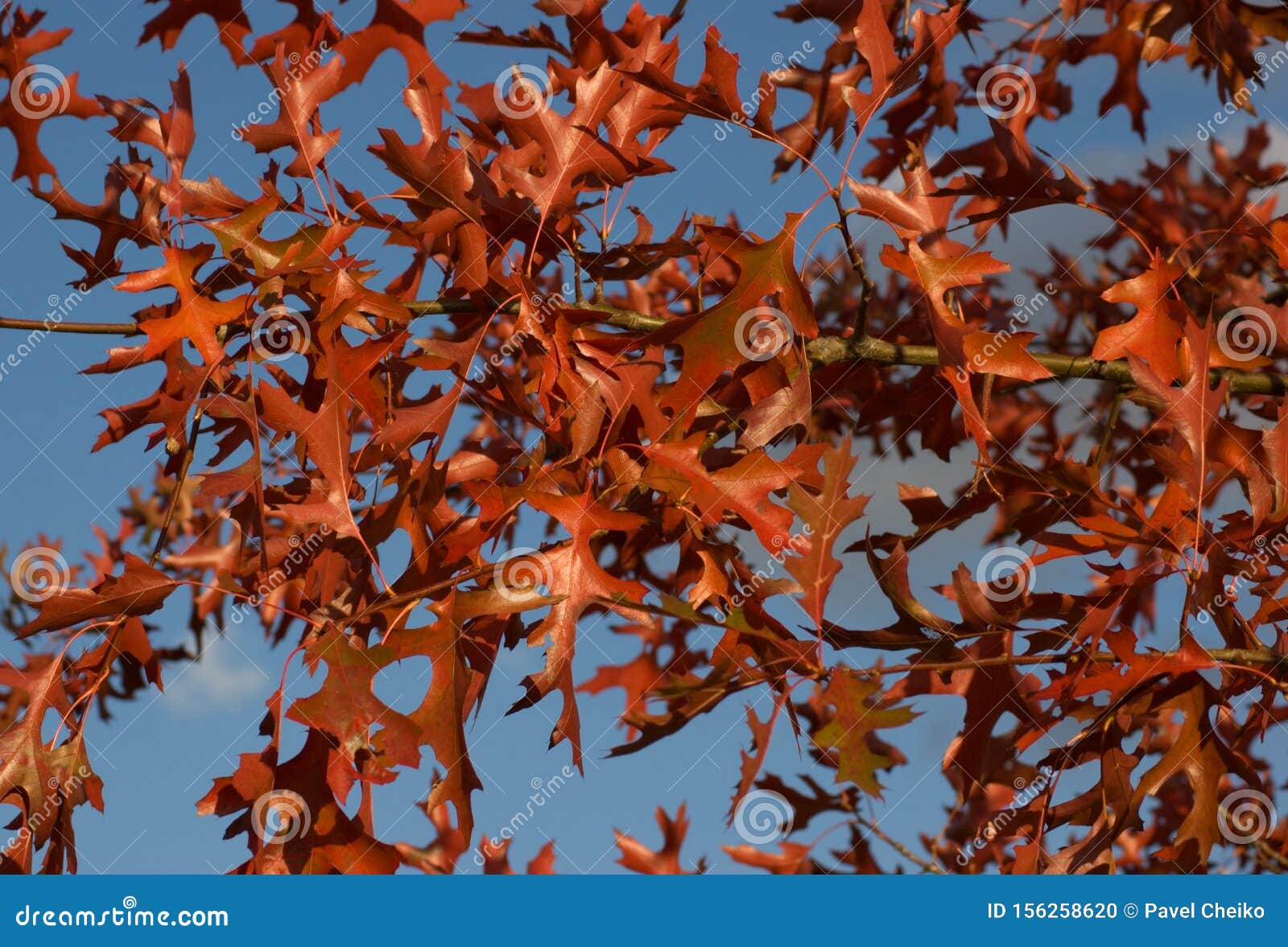 Red oak leaves stock photo. Image of blue, summer, park - 156258620
