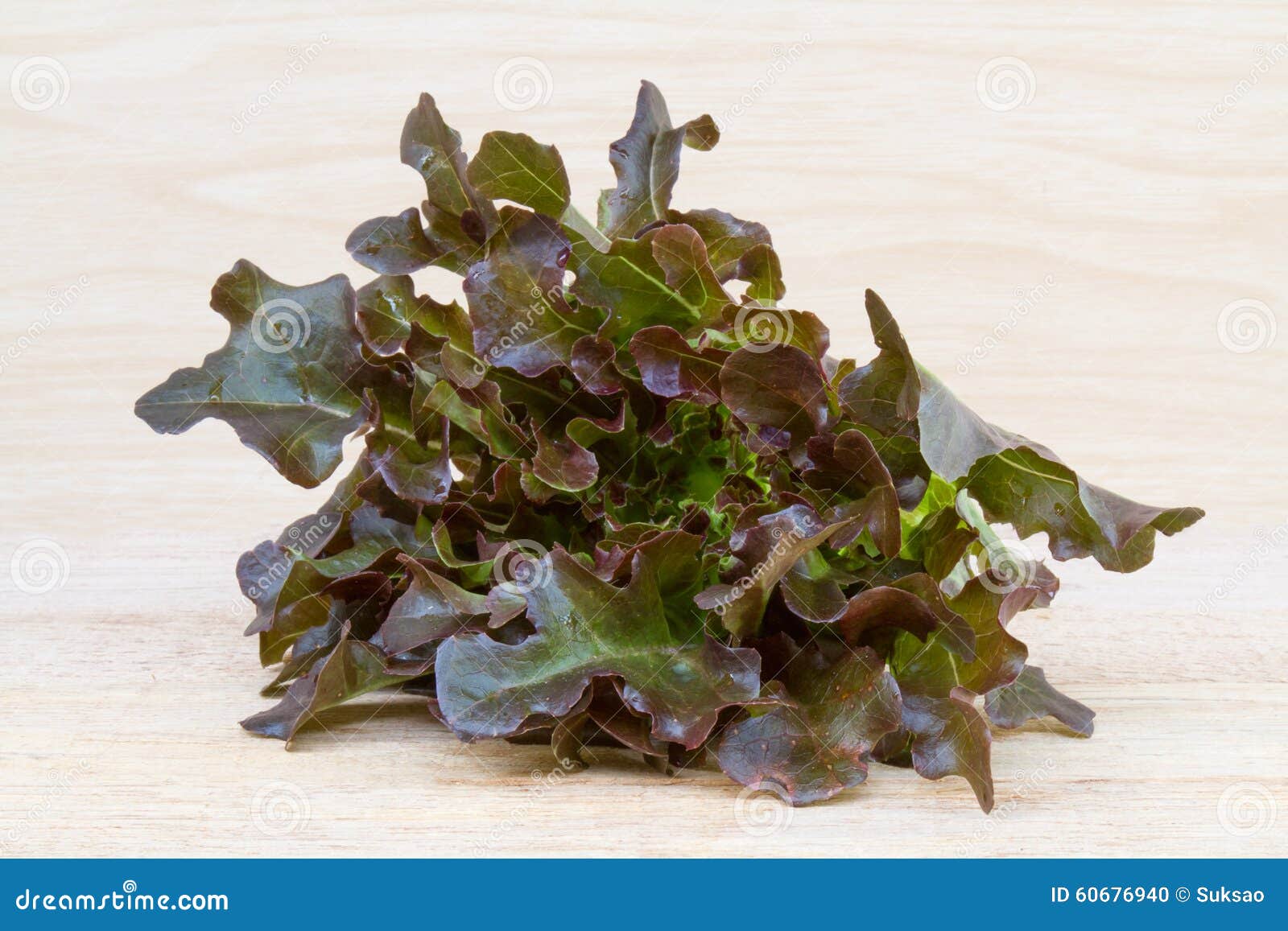 Red Oak Lettuce stock photo. Image of ingredient, lettuce - 60676940