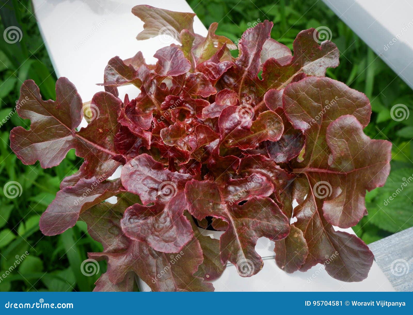 Red oak lettuce stock image. Image of organic, biologic - 95704581