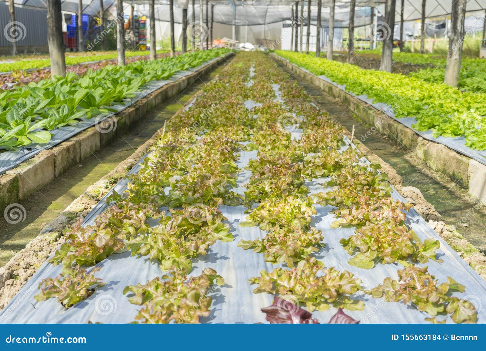 Red Oak Organic Vegetable in a Farm Stock Photo - Image of family ...