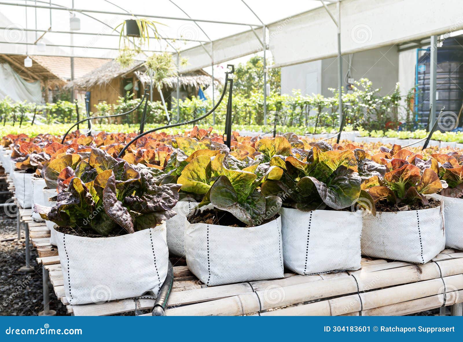 Red Oak Organic Vegetable Garden Farm Stock Image - Image of freshness ...