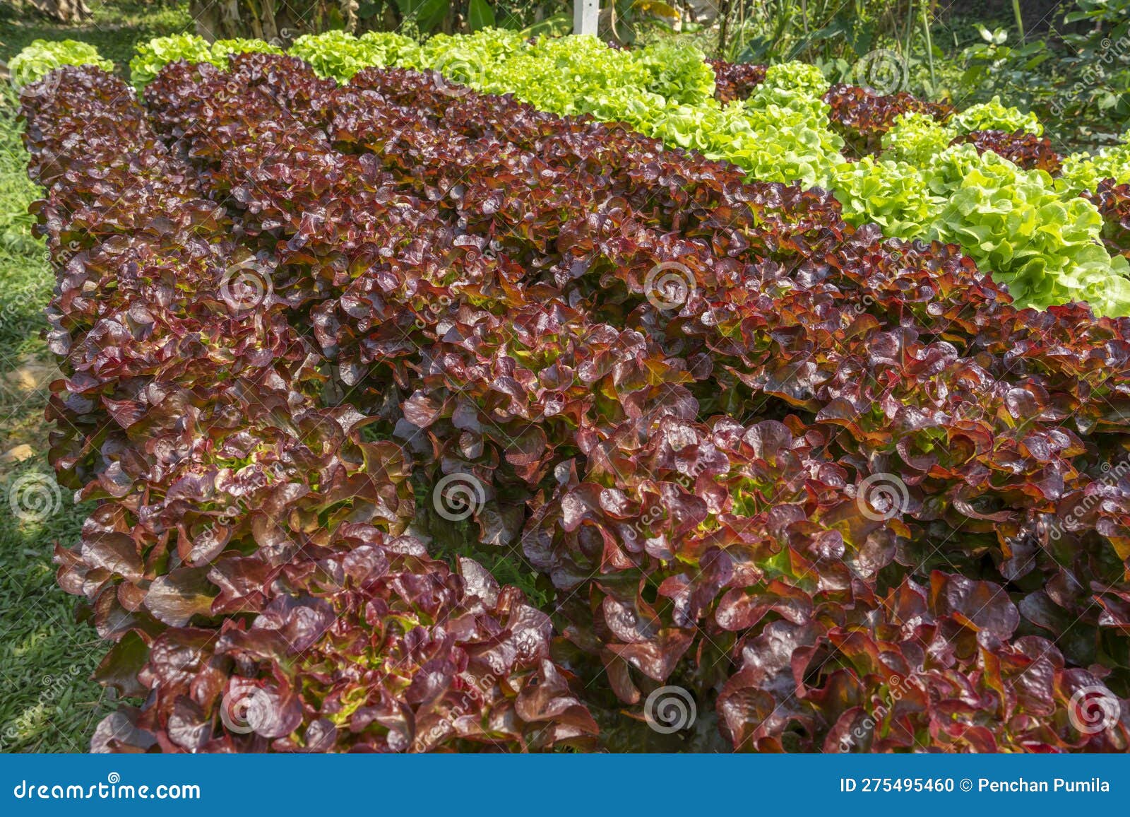 The Red Oak Salad in Hydroponics Vegetable Garden Stock Photo - Image ...