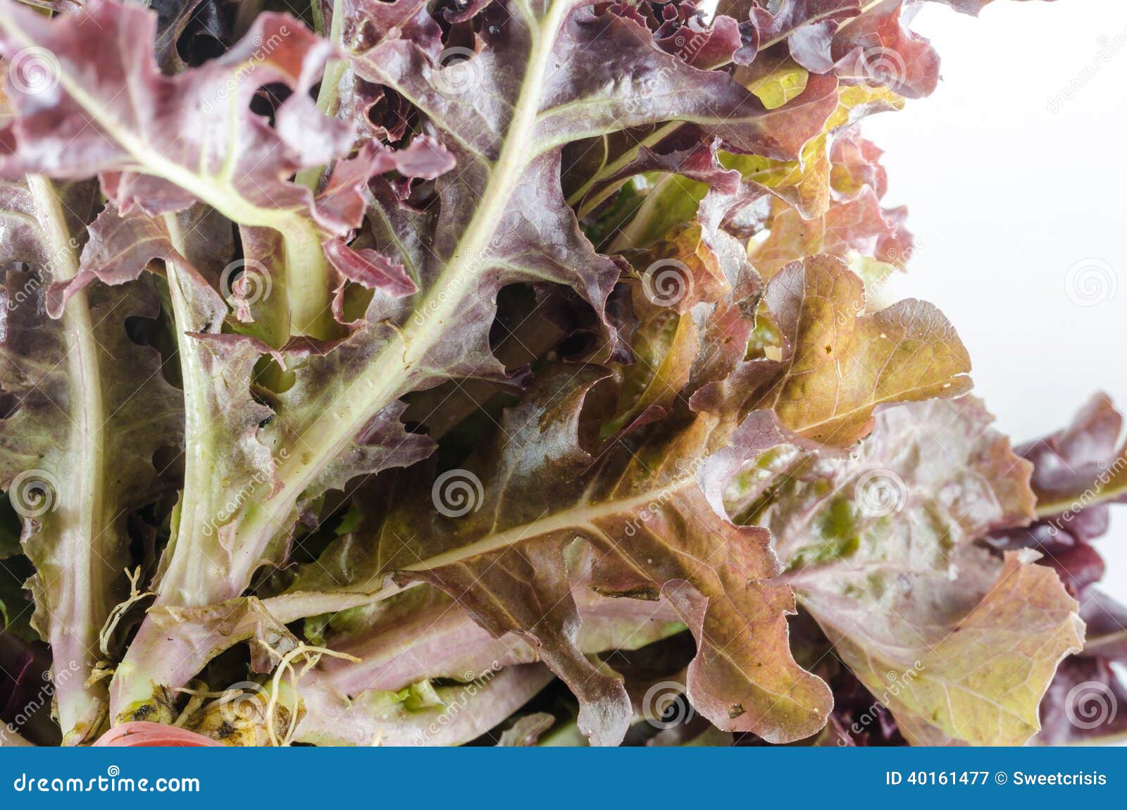 Red Oak salad stock image. Image of vibrant, natural - 40161477
