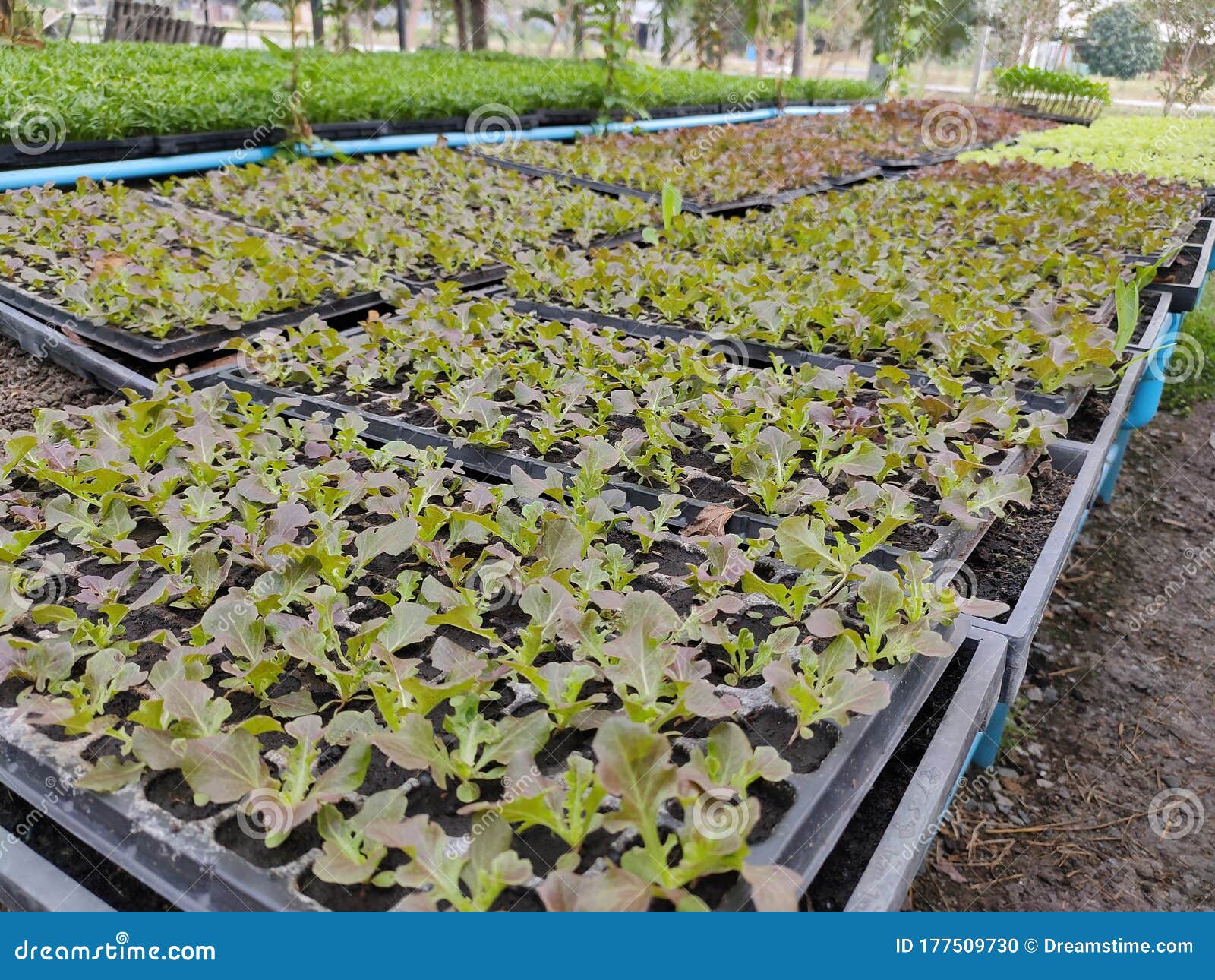 Red Oak Sapling stock photo. Image of sapling, grow - 177509730