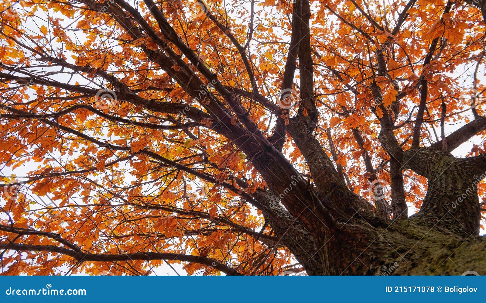 Red oak tree in autumn stock photo. Image of environment - 215171078