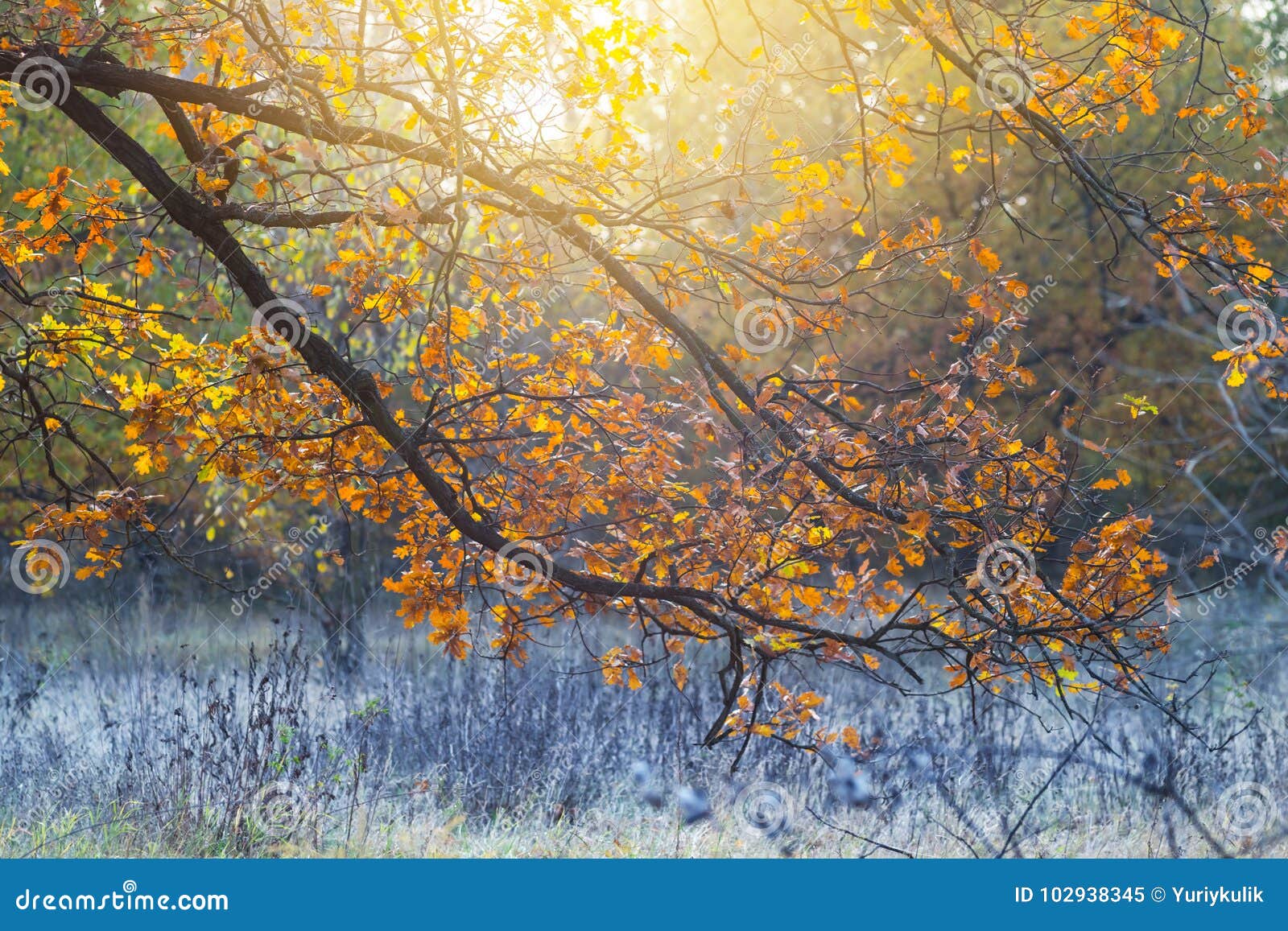 Red Oak Tree Branch in a Rays of Sun Stock Image - Image of park, leaf ...