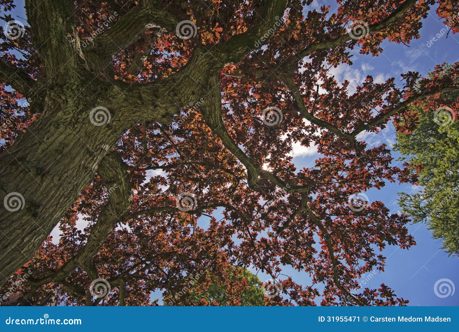 Red oak stock image. Image of springtime, tree, wood - 31955471