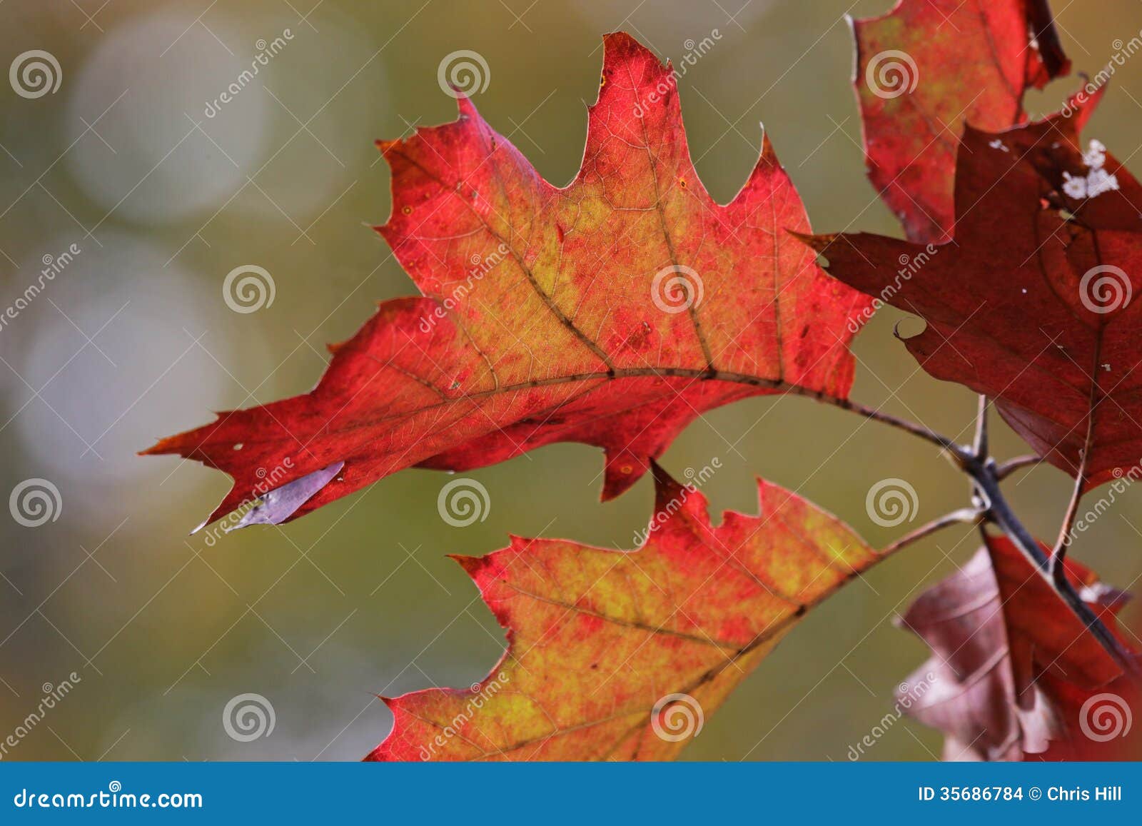 Red Oak Tree in Fall stock photo. Image of close, leaves - 35686784