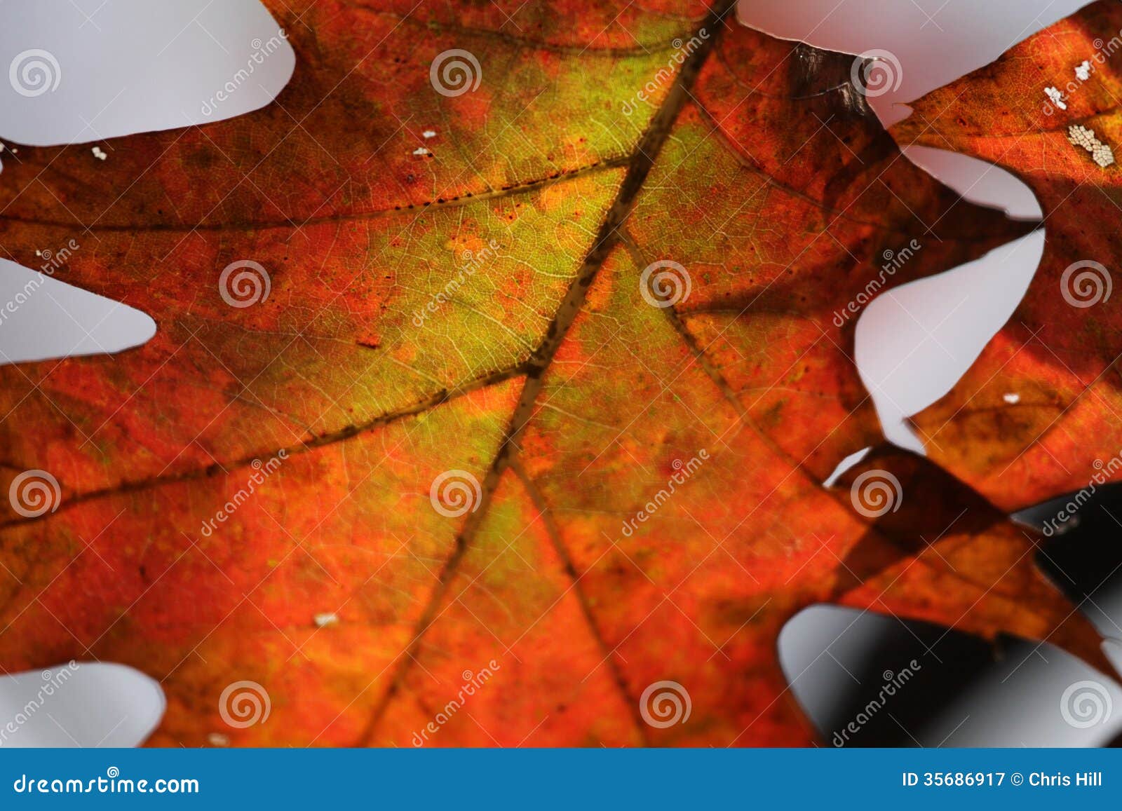 Red Oak Tree Leaf Macro stock image. Image of background - 35686917