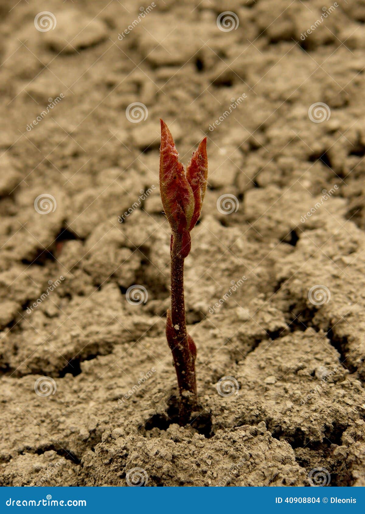 Red oak tree seedling stock photo. Image of ground, growing - 40908804