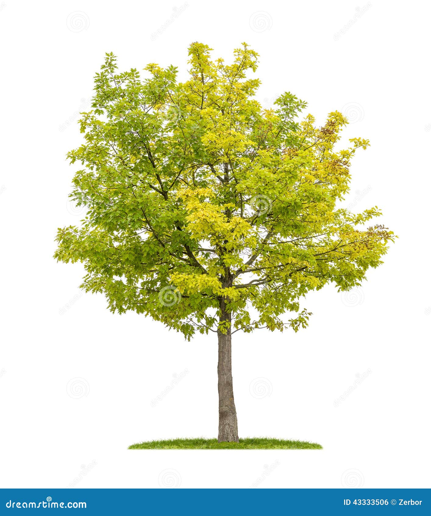 Oak Tree White Background