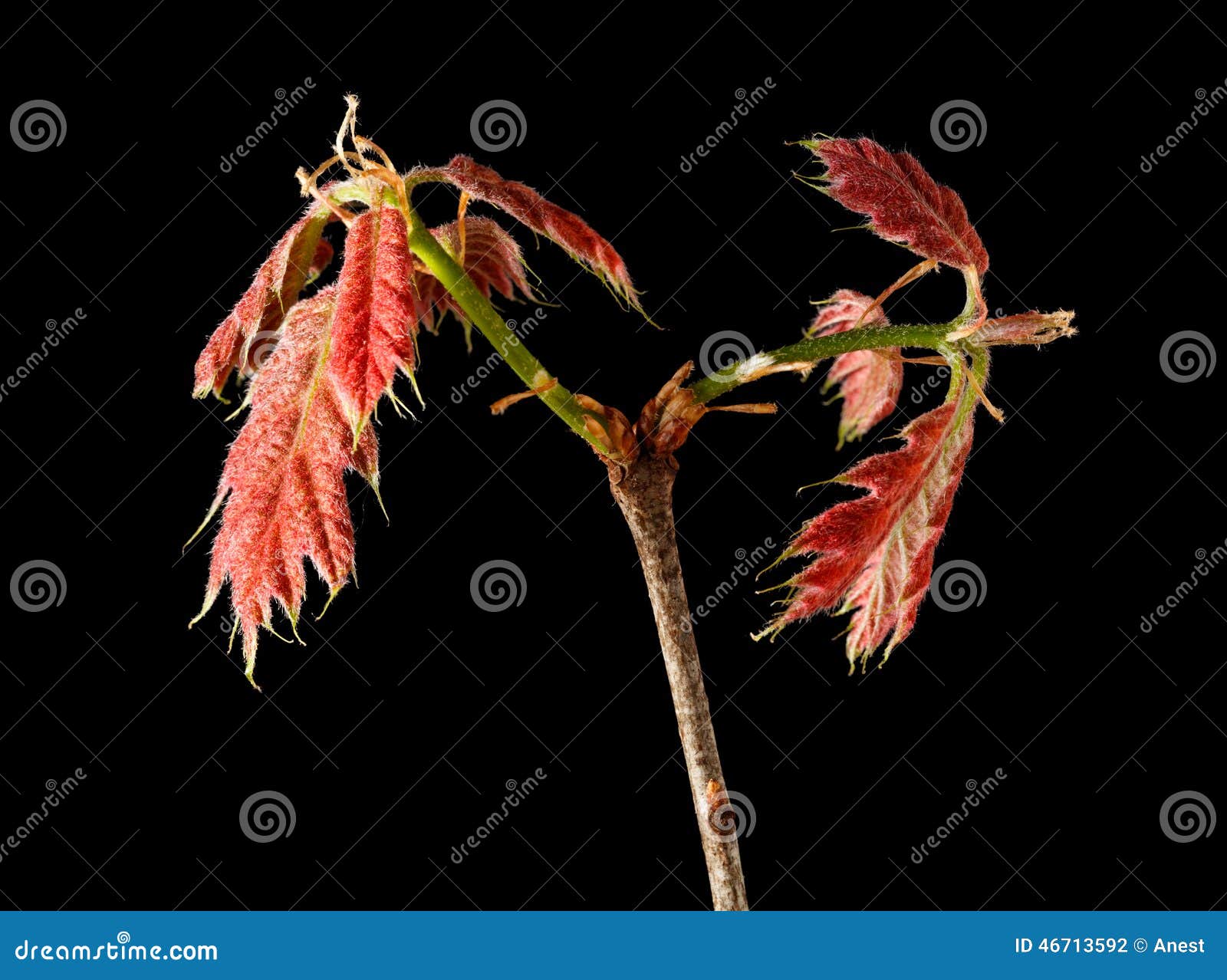 Red oak twig stock photo. Image of background, green - 46713592
