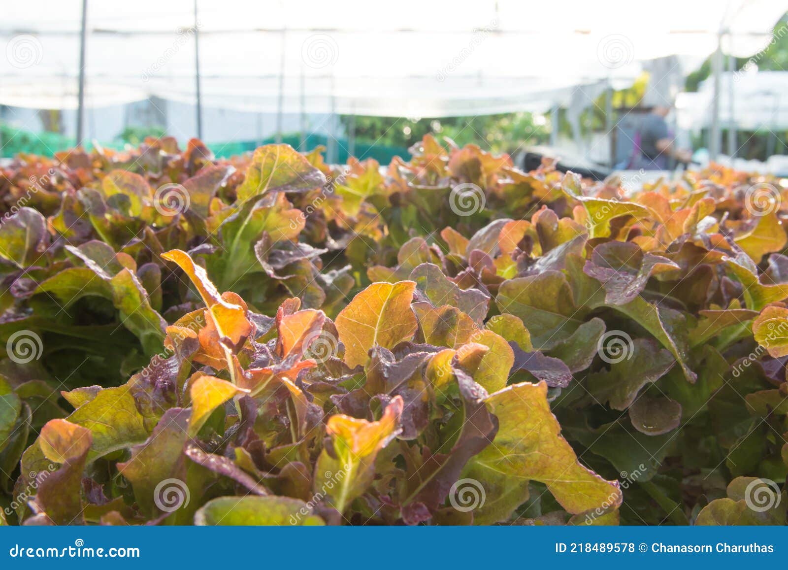 Red Oak, vegetable salad stock photo. Image of fiber - 218489578