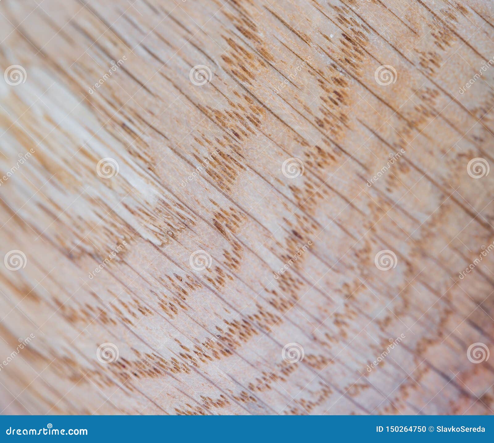 Red Oak Wood Texture Background in Macro Lens Shoot Stock Photo - Image ...