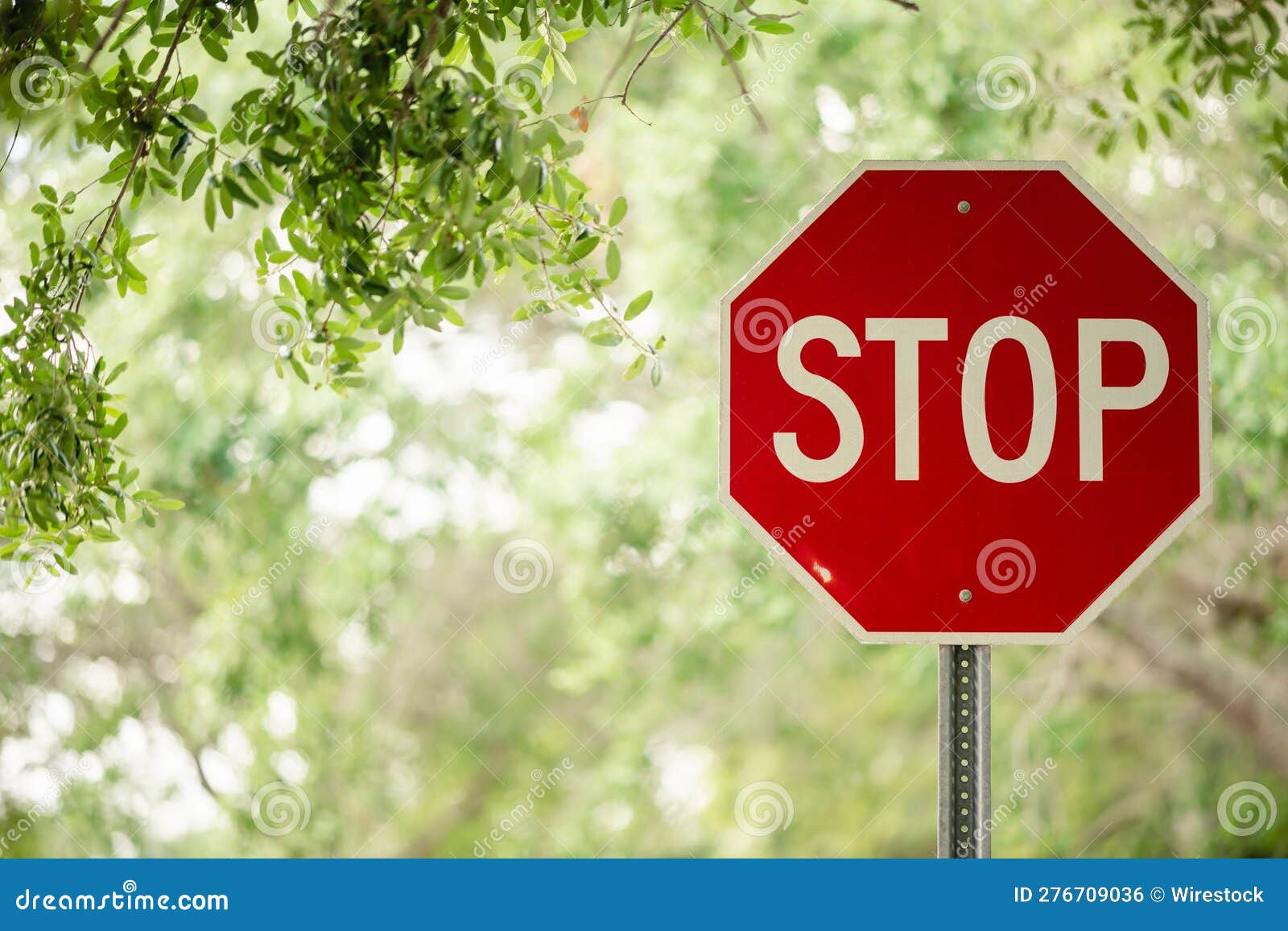 Red Octagonal Stop Sign in the Foreground of a Lush, Green Forest Stock ...