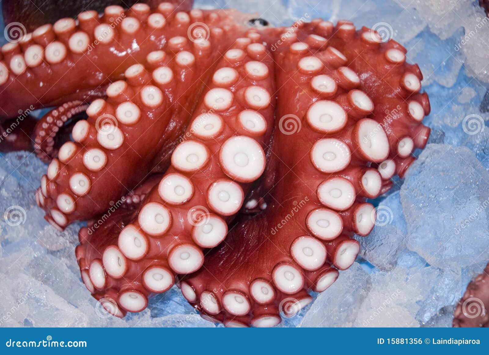 Red octopus stock photo. Image of striking, close, cold - 15881356