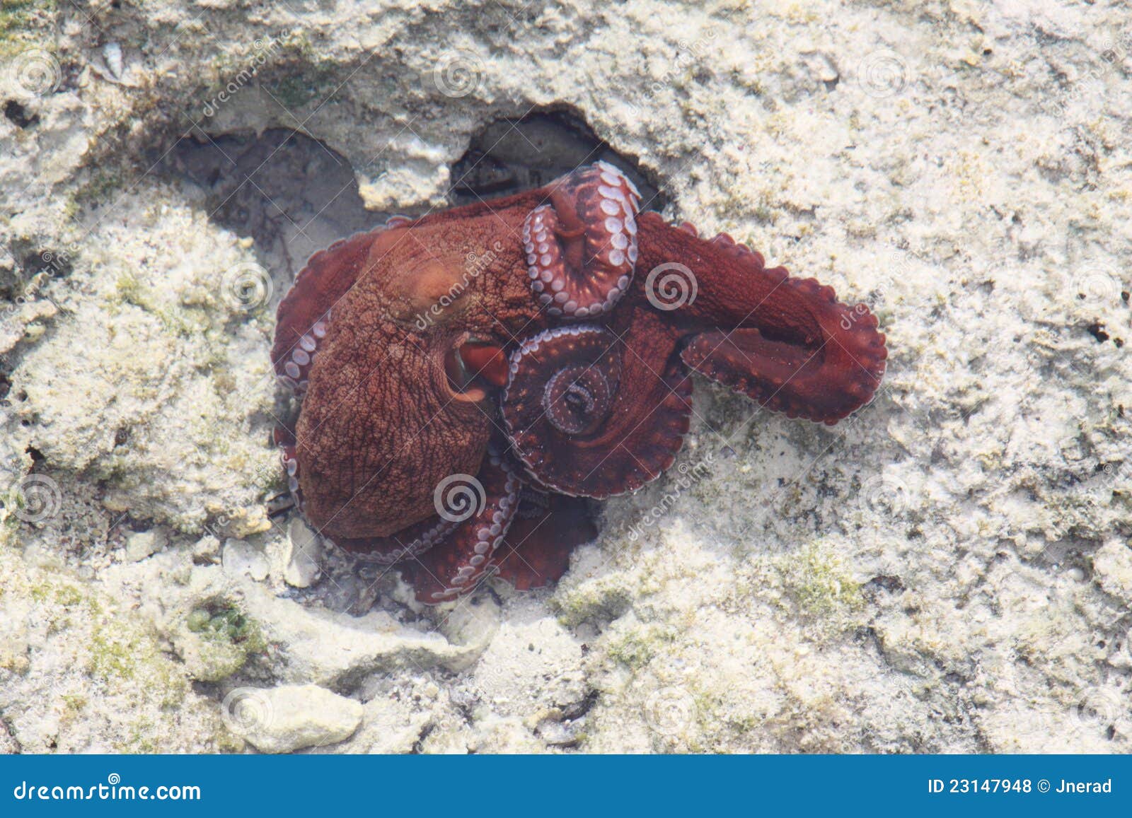 Red Octopus stock photo. Image of reef, octopus, egypt - 23147948