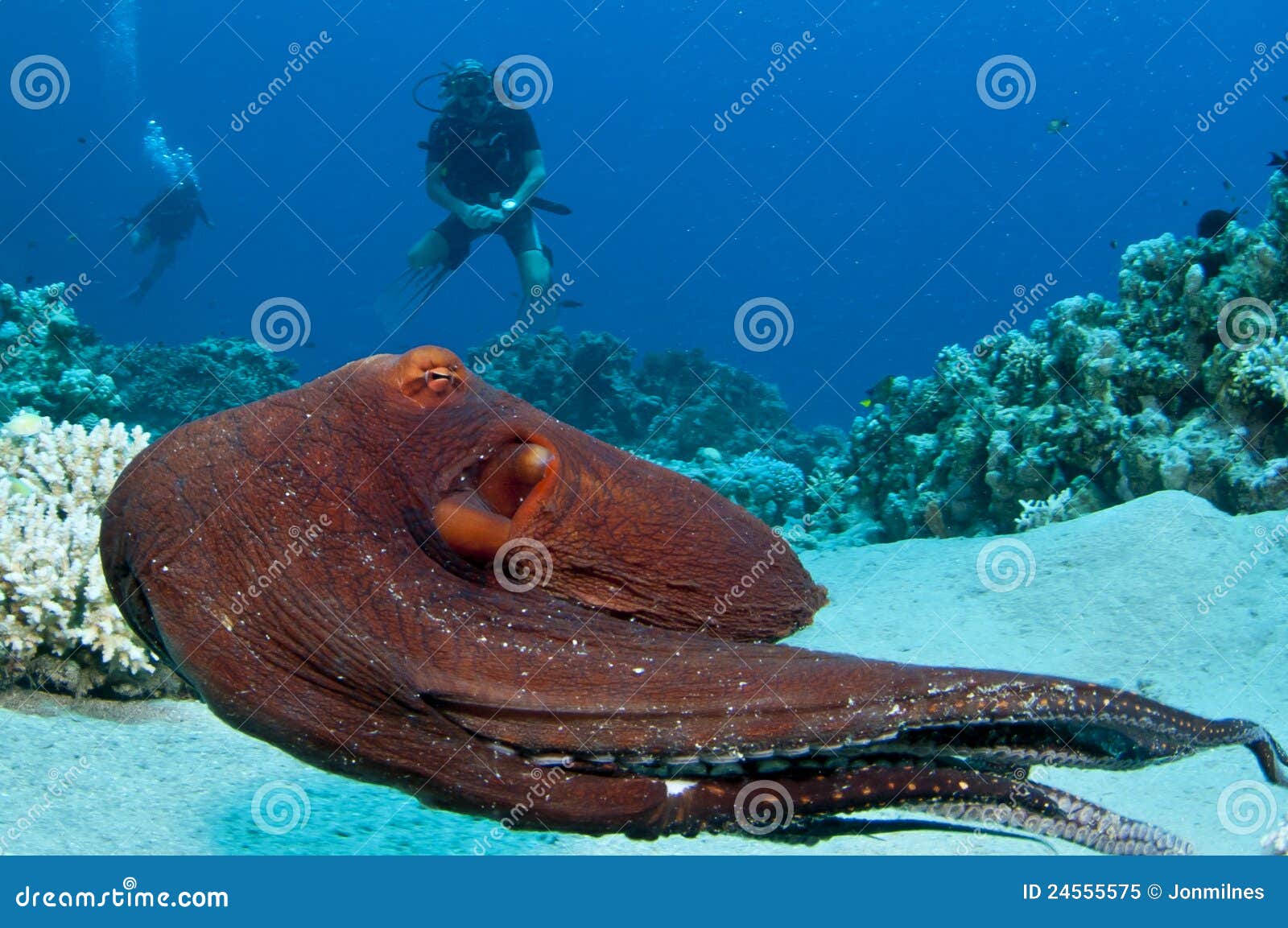 Red Octopus stock image. Image of tank, underwater, octopus - 24555575