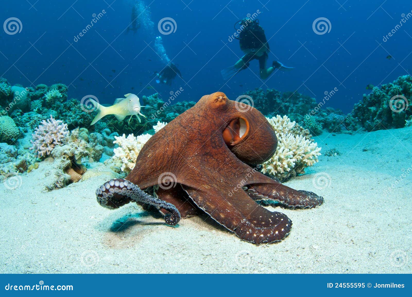 Red Octopus stock image. Image of coral, blue, sports - 24555595