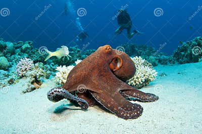 Red Octopus stock image. Image of coral, blue, sports - 24555595