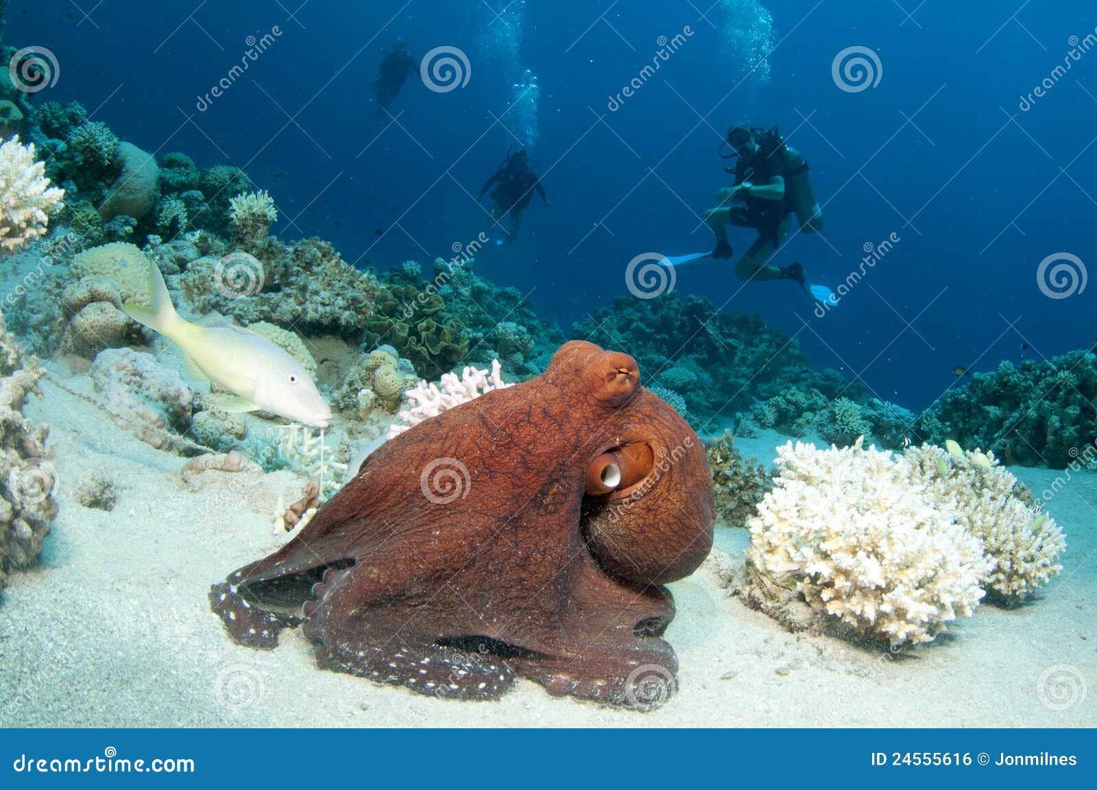 Red Octopus stock photo. Image of water, thailand, life - 24555616
