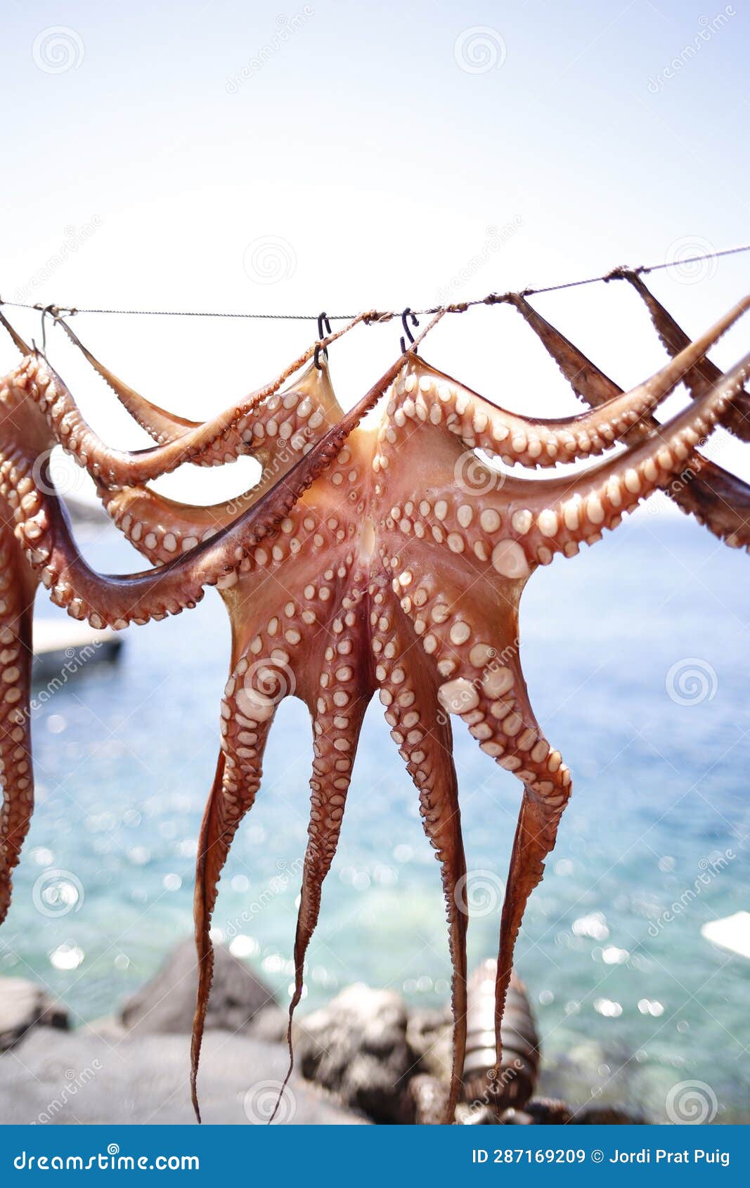 Octopus Clean and Ready To Be Cooked in a Mediterranean Restaurant ...