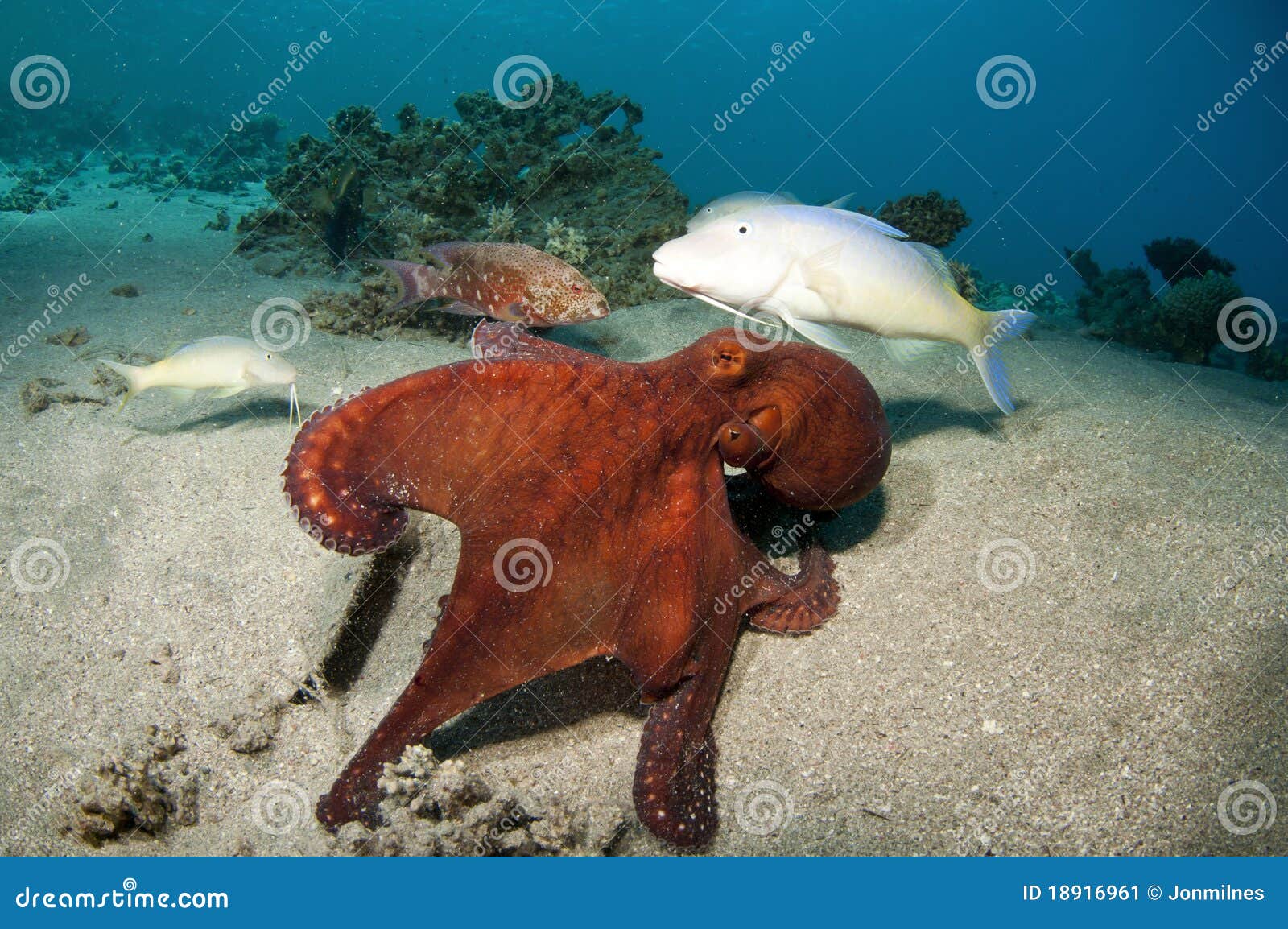 Red Octopus Clings To Coral Reef Stock Image - Image of compact, table ...
